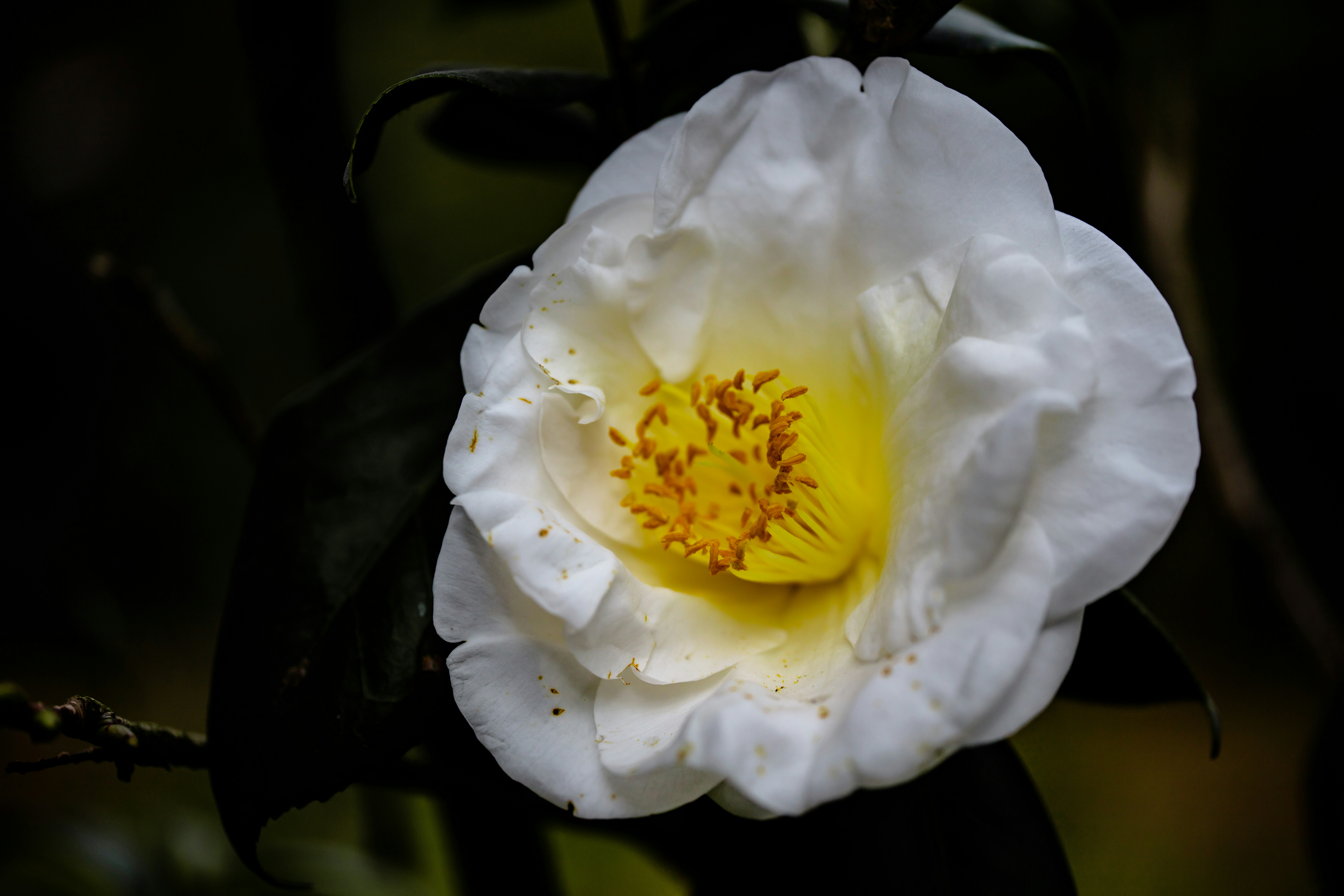 Narbe Einer Blume