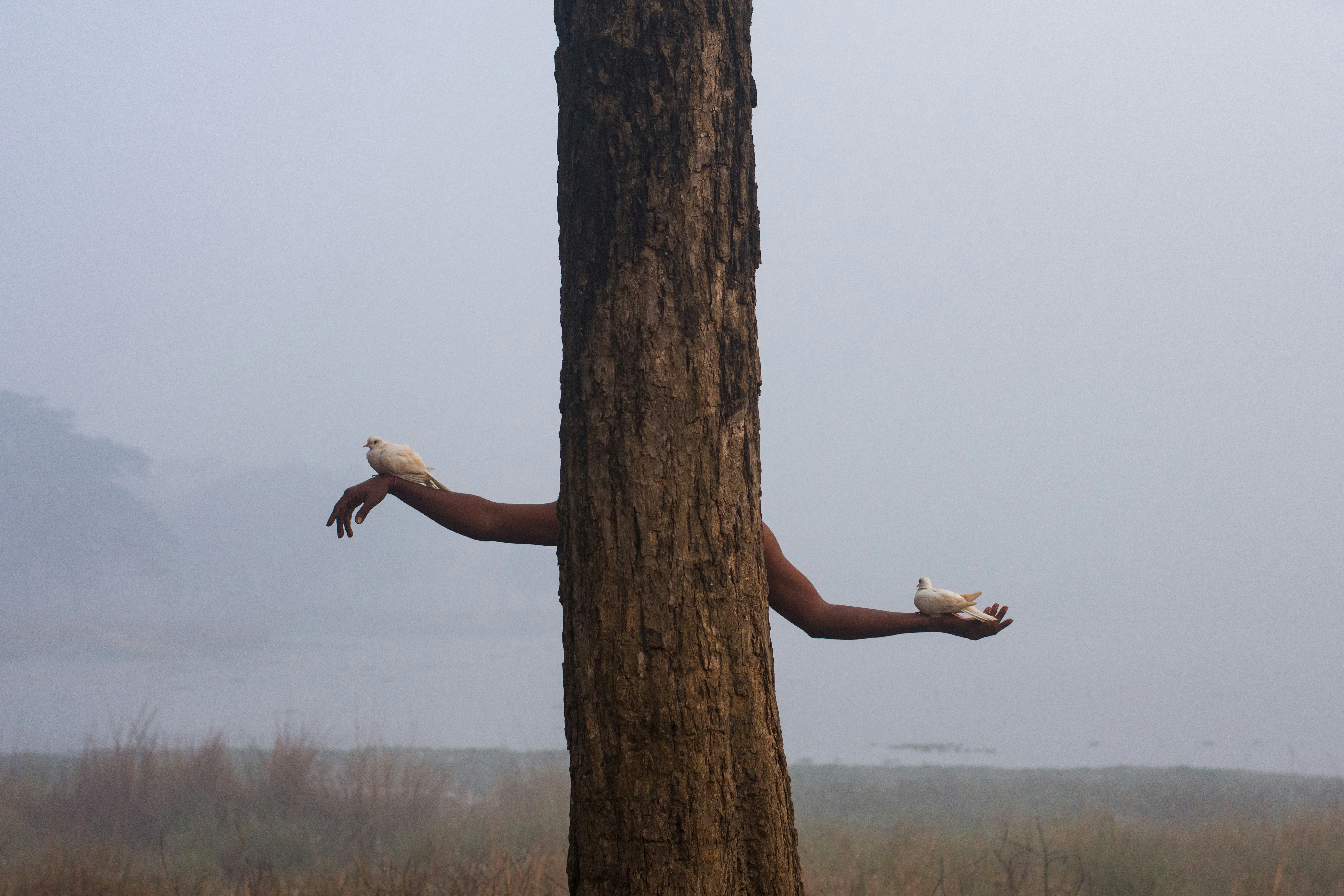 Mistbound Trunk: Outstretched Arms Framing White Birds