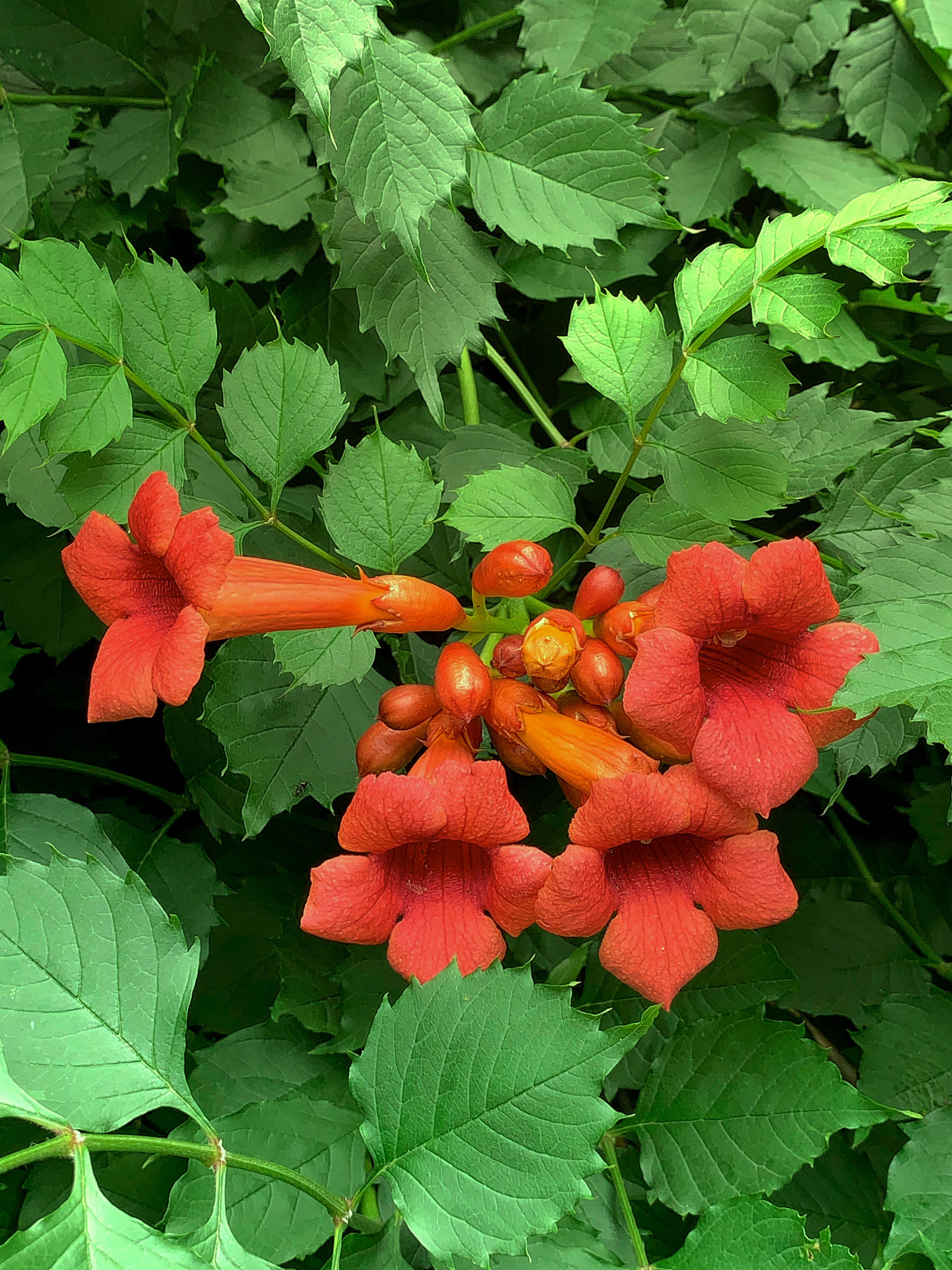 Trumpet Flame Cluster: Orange Blossoms Amid Serrated Green