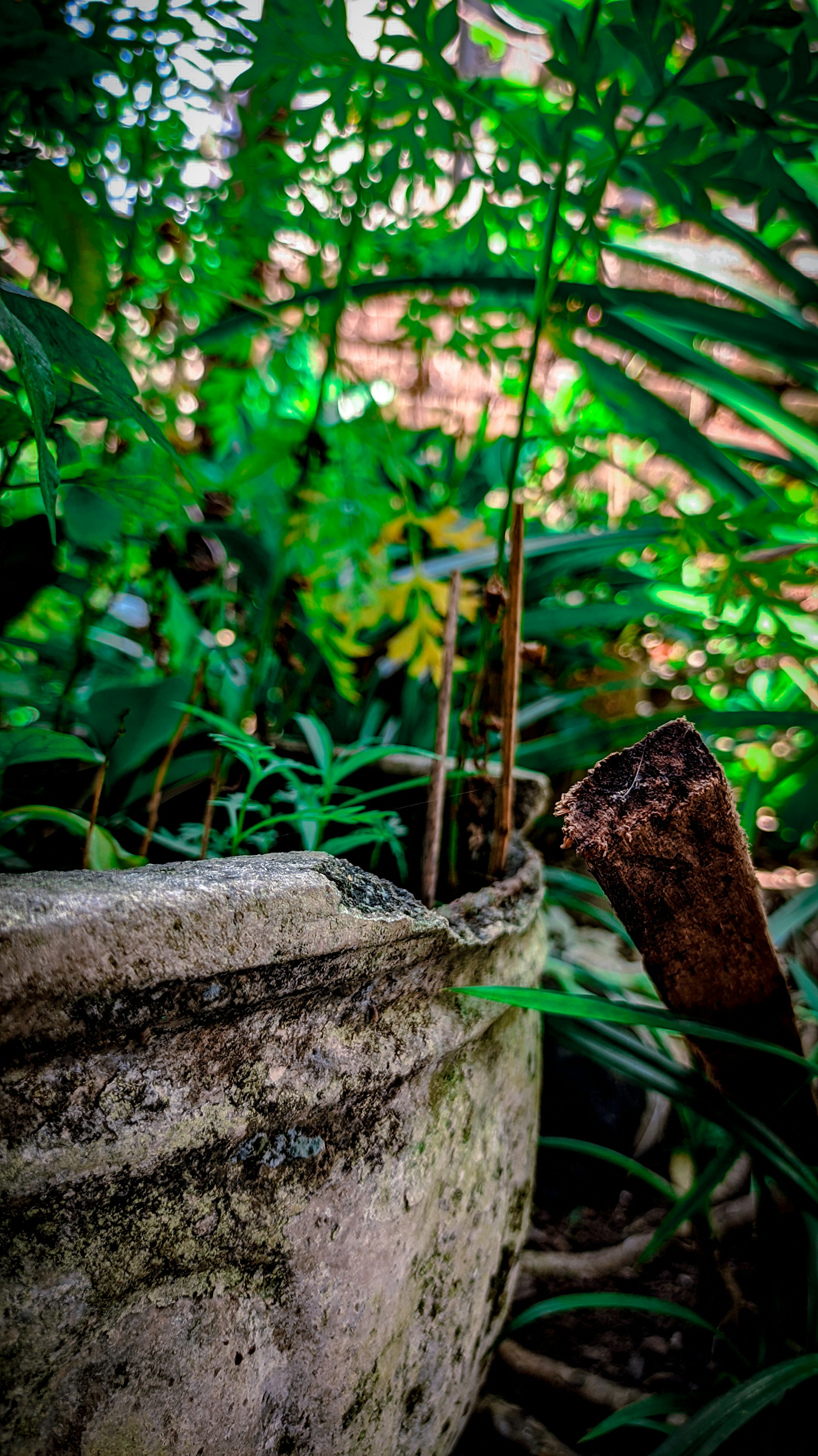 Weathered Pot and Thirsty Brick in a Sunlit Foliage Nook