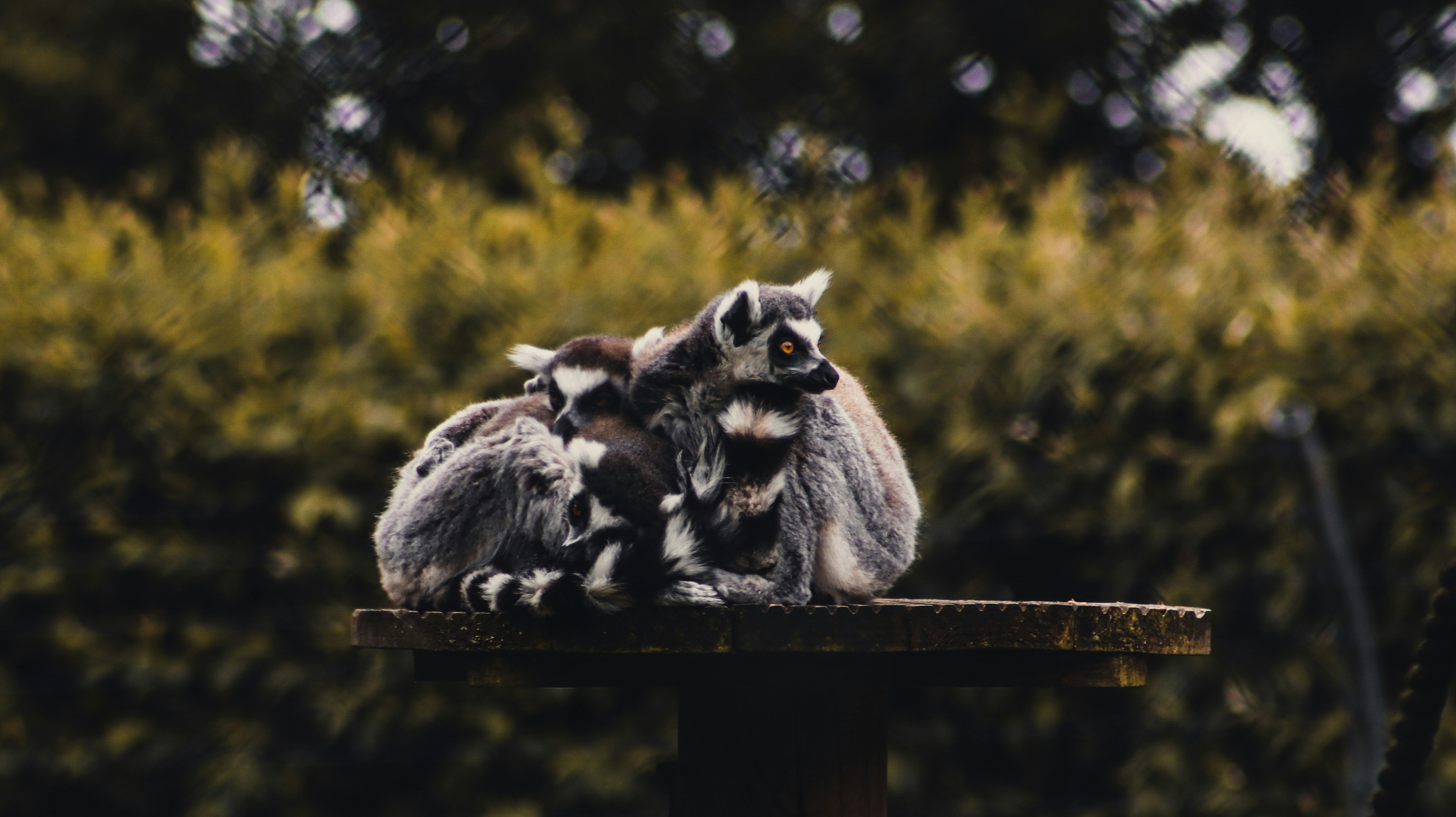 Ungentled Trio: Ring-tailed Lemurs Rest on a Weathered Platform