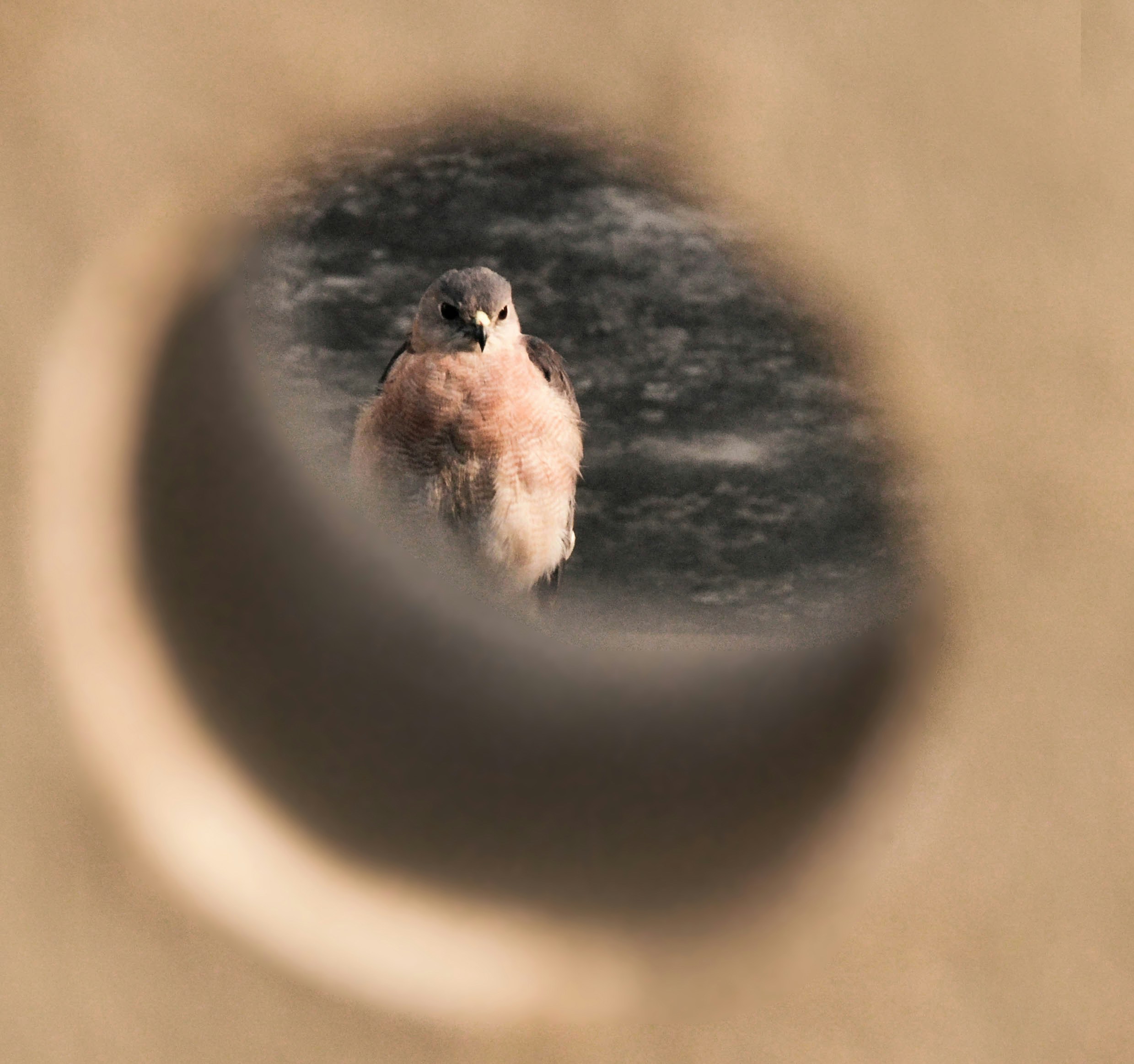 Gaze Through the Ring: A Pigeon Framed by a Concrete Circle