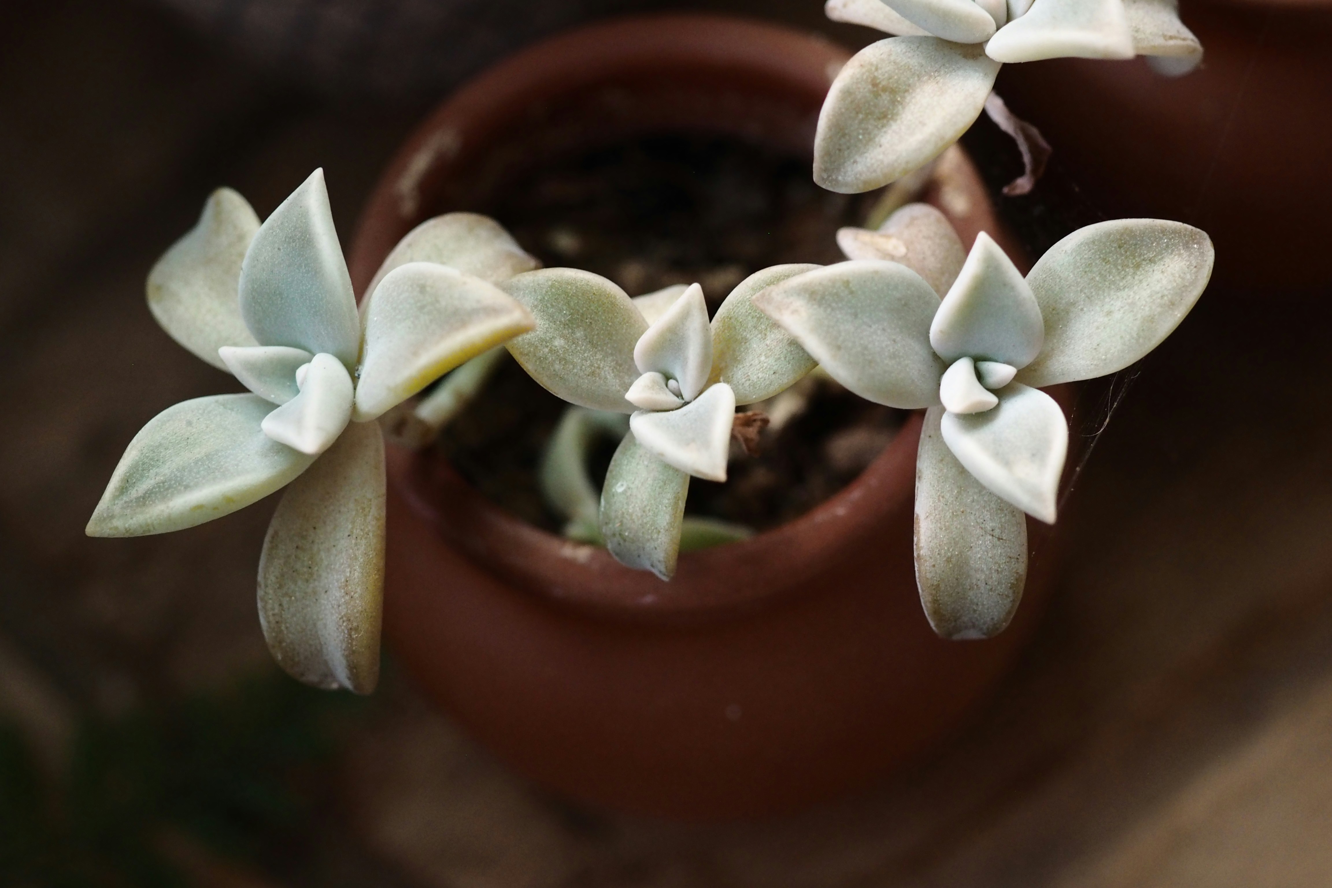 Muted Succulent Cascade in a Clay Pot