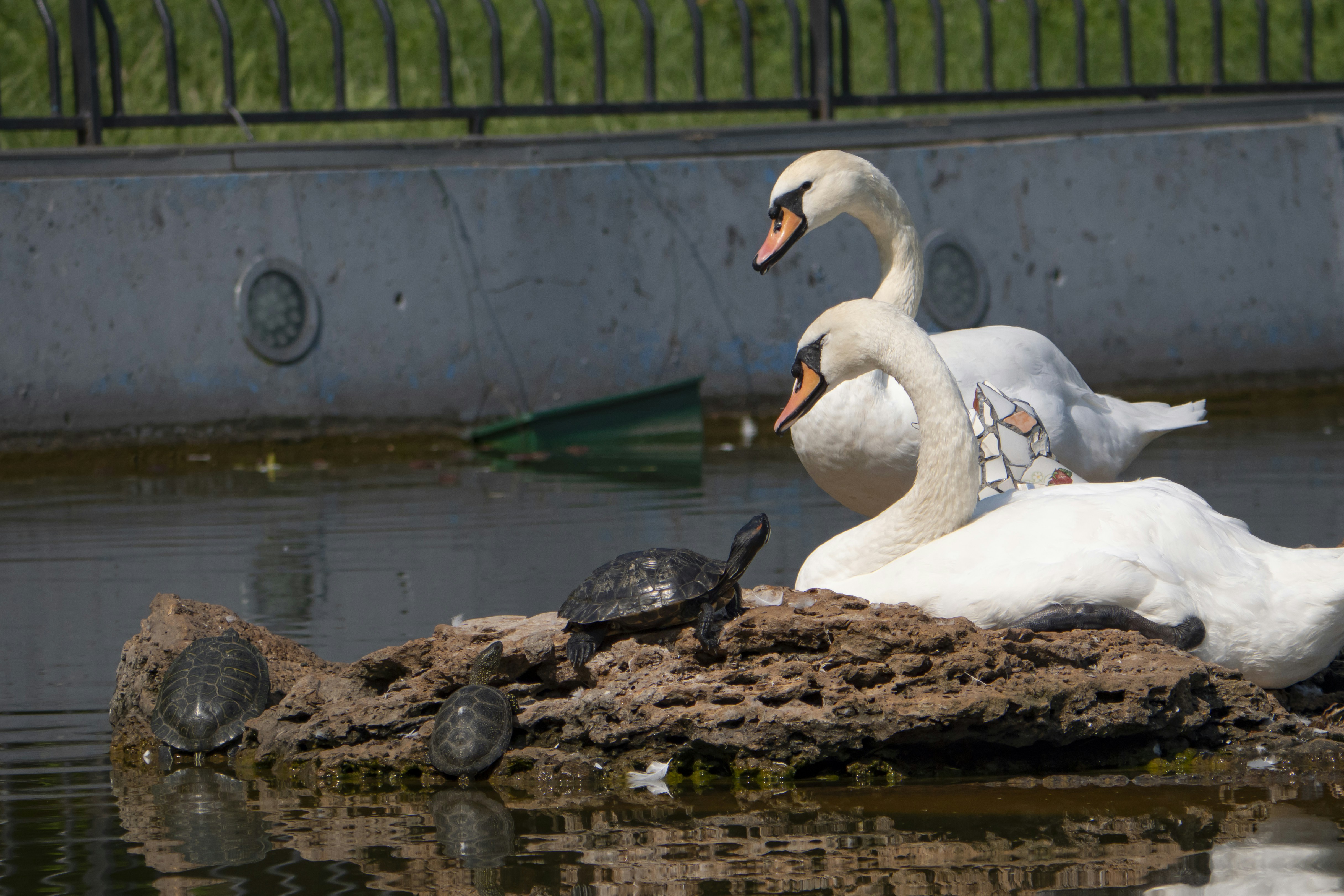 Two elegant swans perched beside a group of turtles basking on a rocky outcrop in a serene water setting.