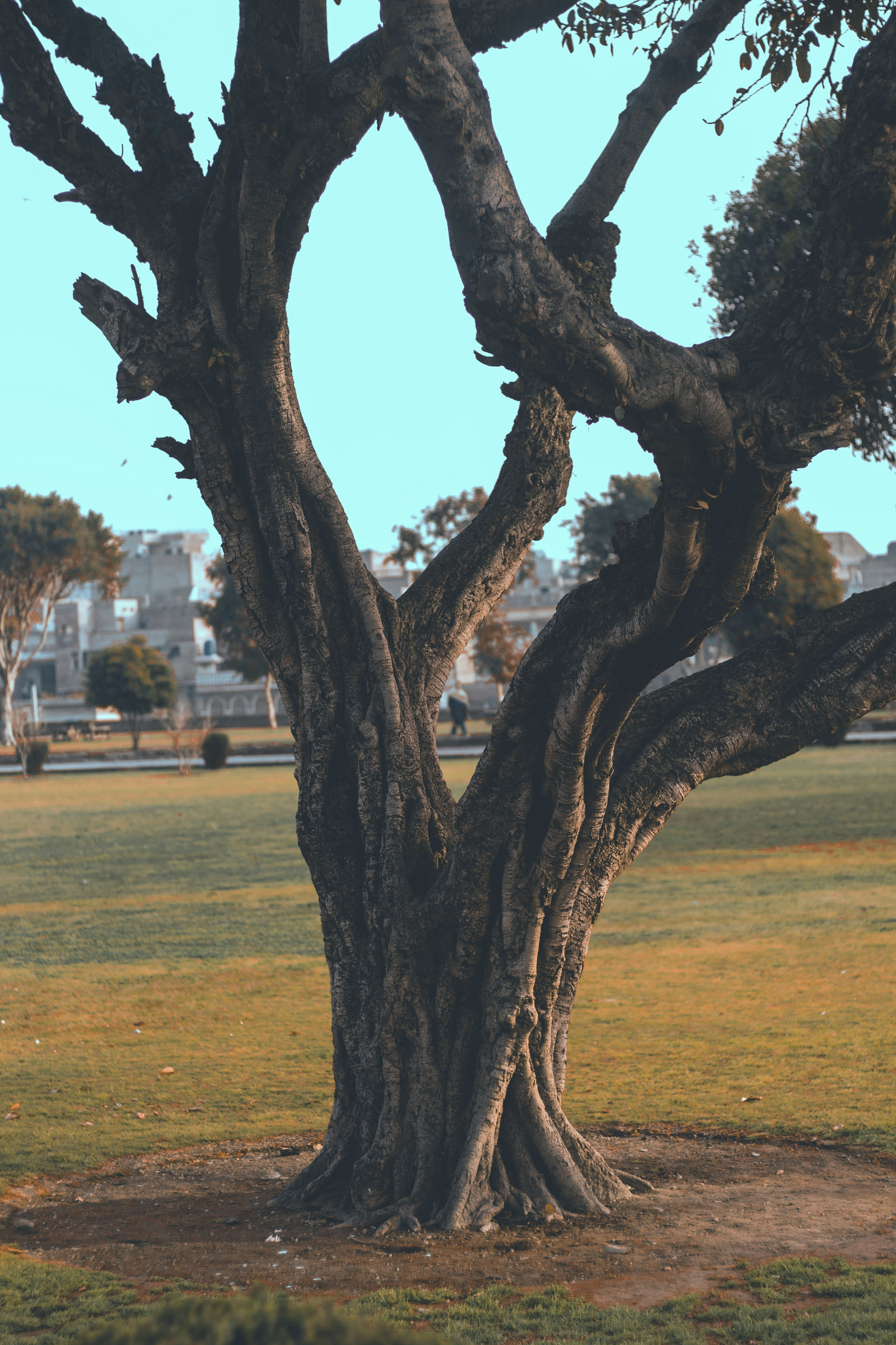A gnarled tree stands prominently in a lush green park, its twisted branches reaching out against a serene backdrop. 