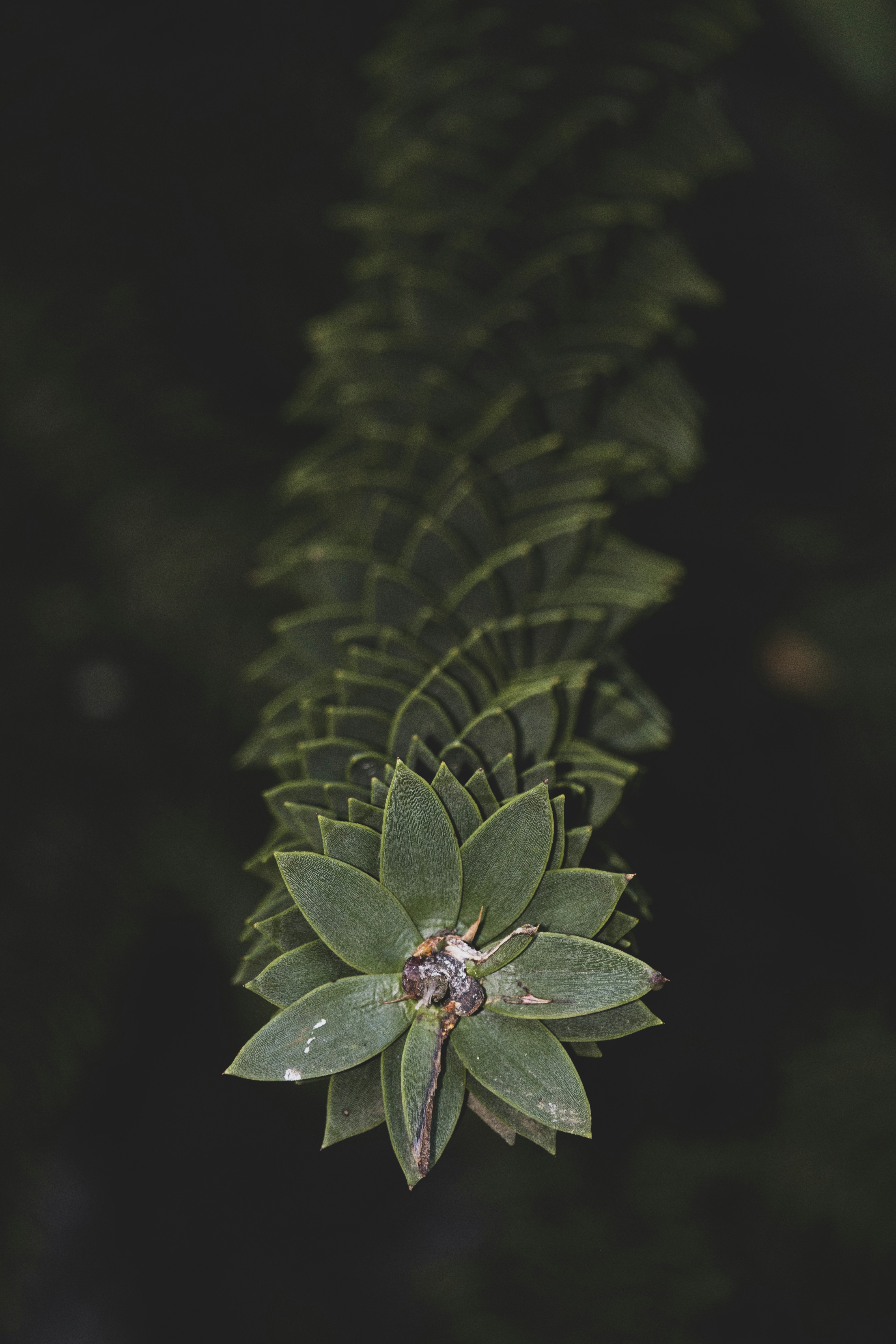 Trailing succulent spiral: a close-up of rosette tips fading into shadow