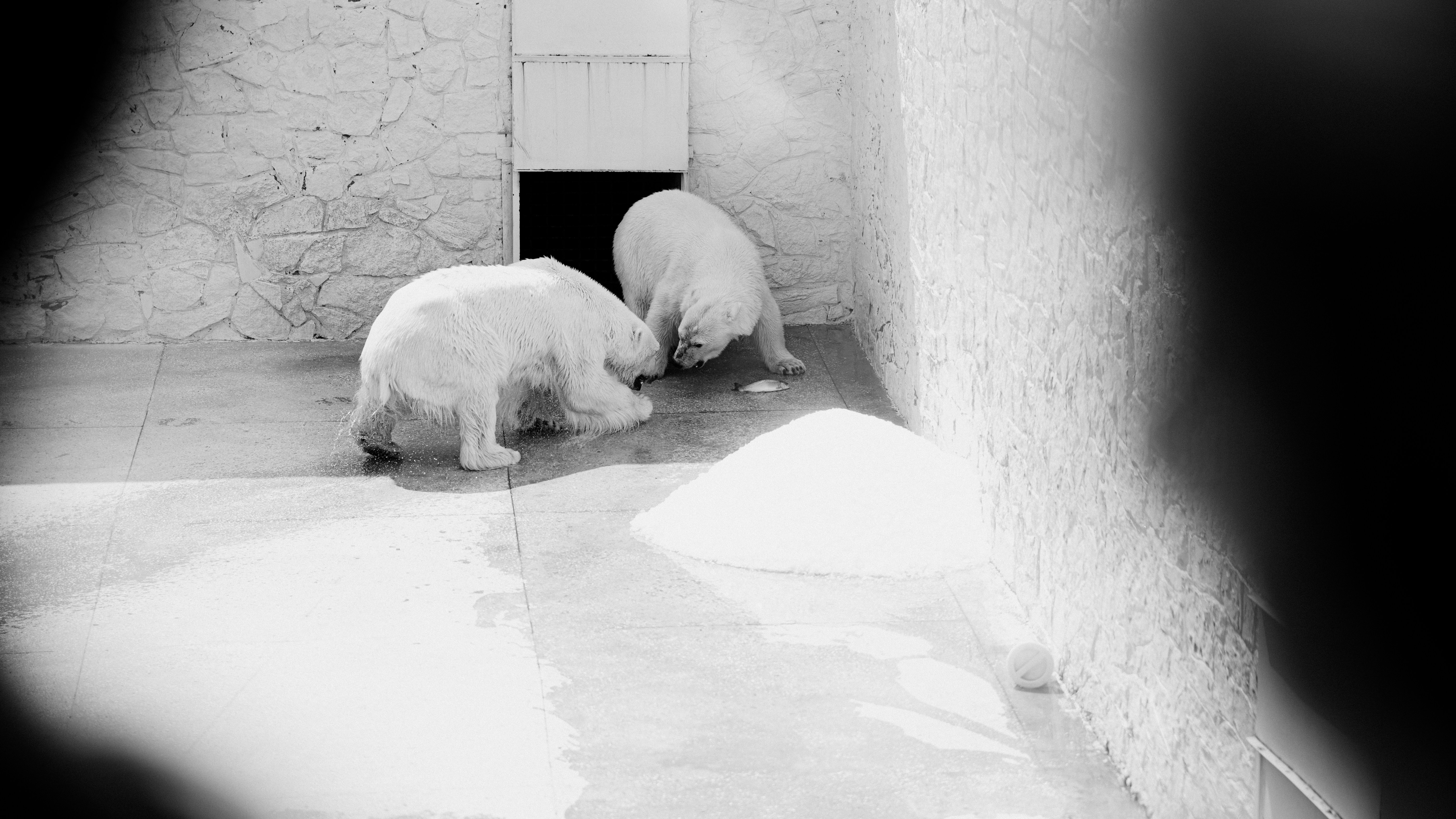 Threshold of Silence: Two polar bears by a stone-walled doorway