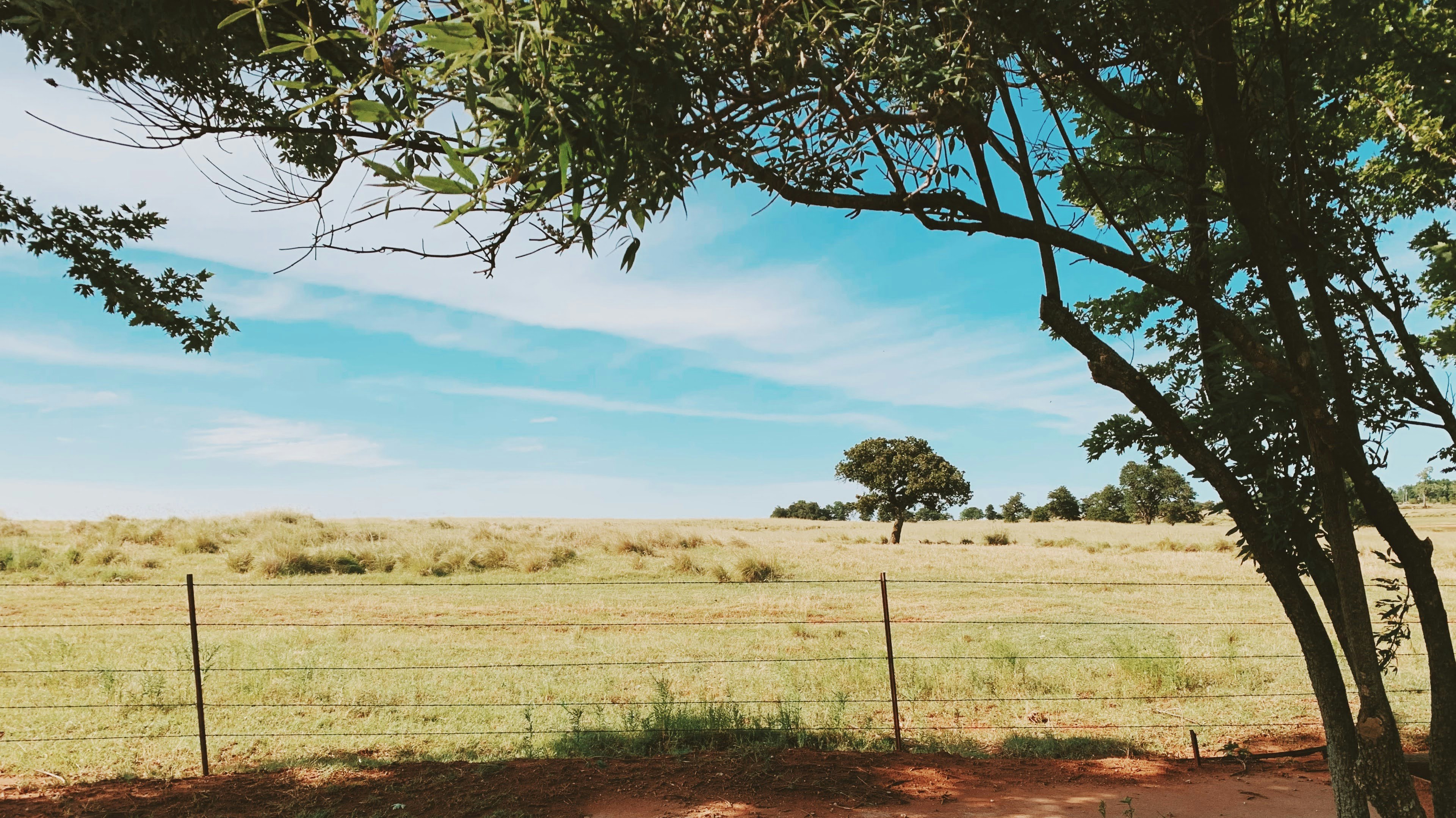 Lush green tree casting shadows over a sunlit grassy field with a distant tree under a vibrant blue sky.