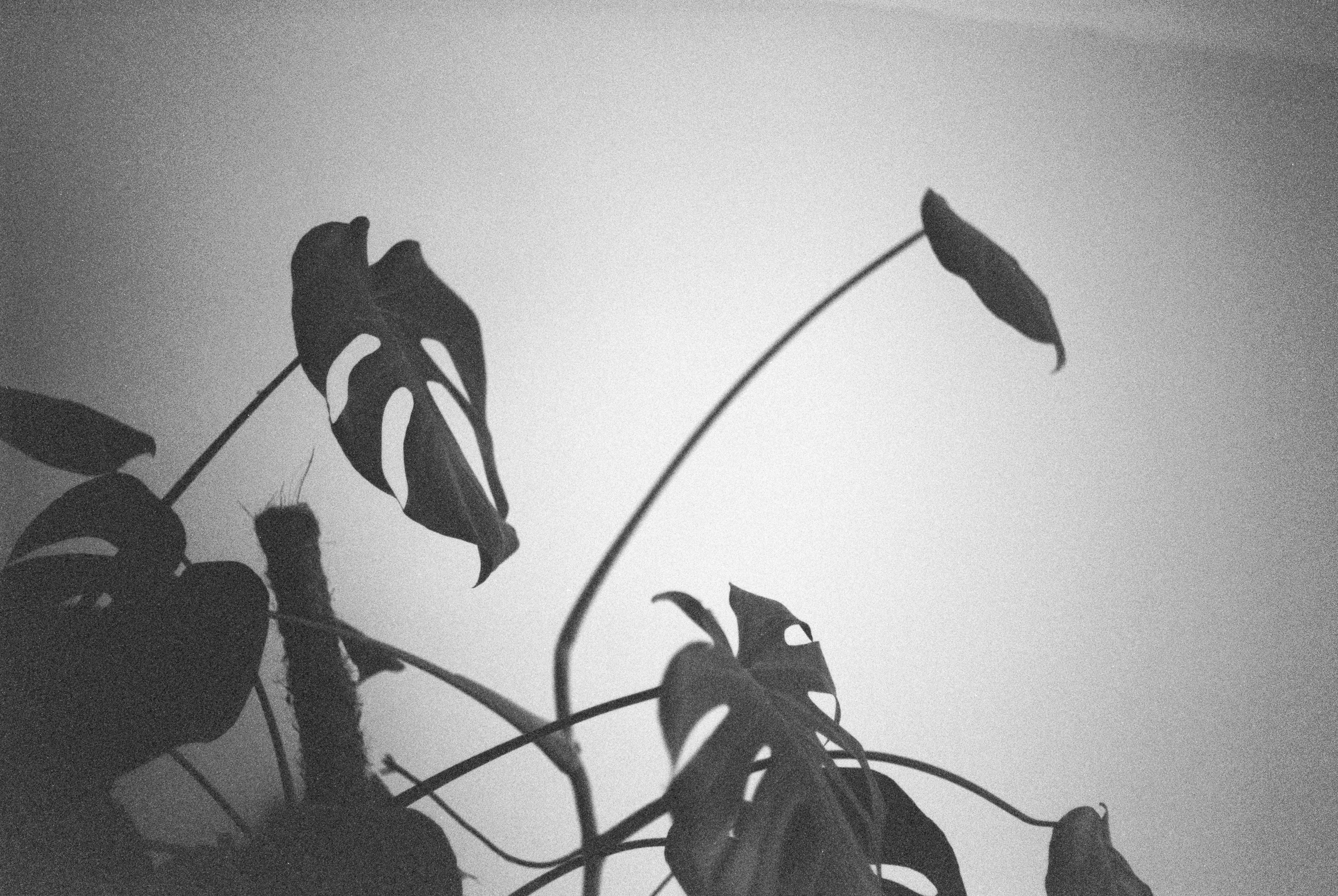 Delicate leaves of a Monstera plant gracefully arching against a softly lit wall.