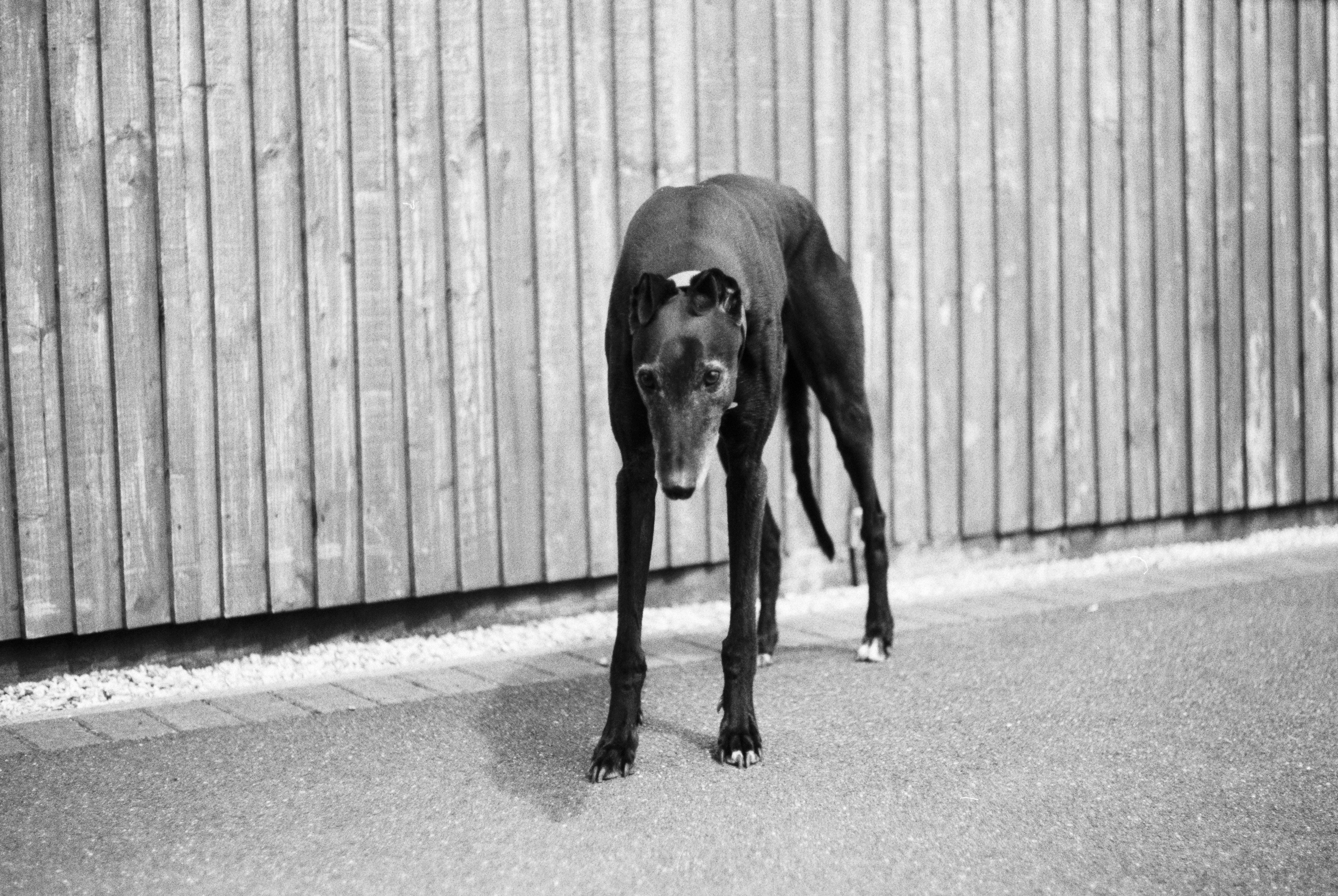 Can Dogs Use Fit Meter