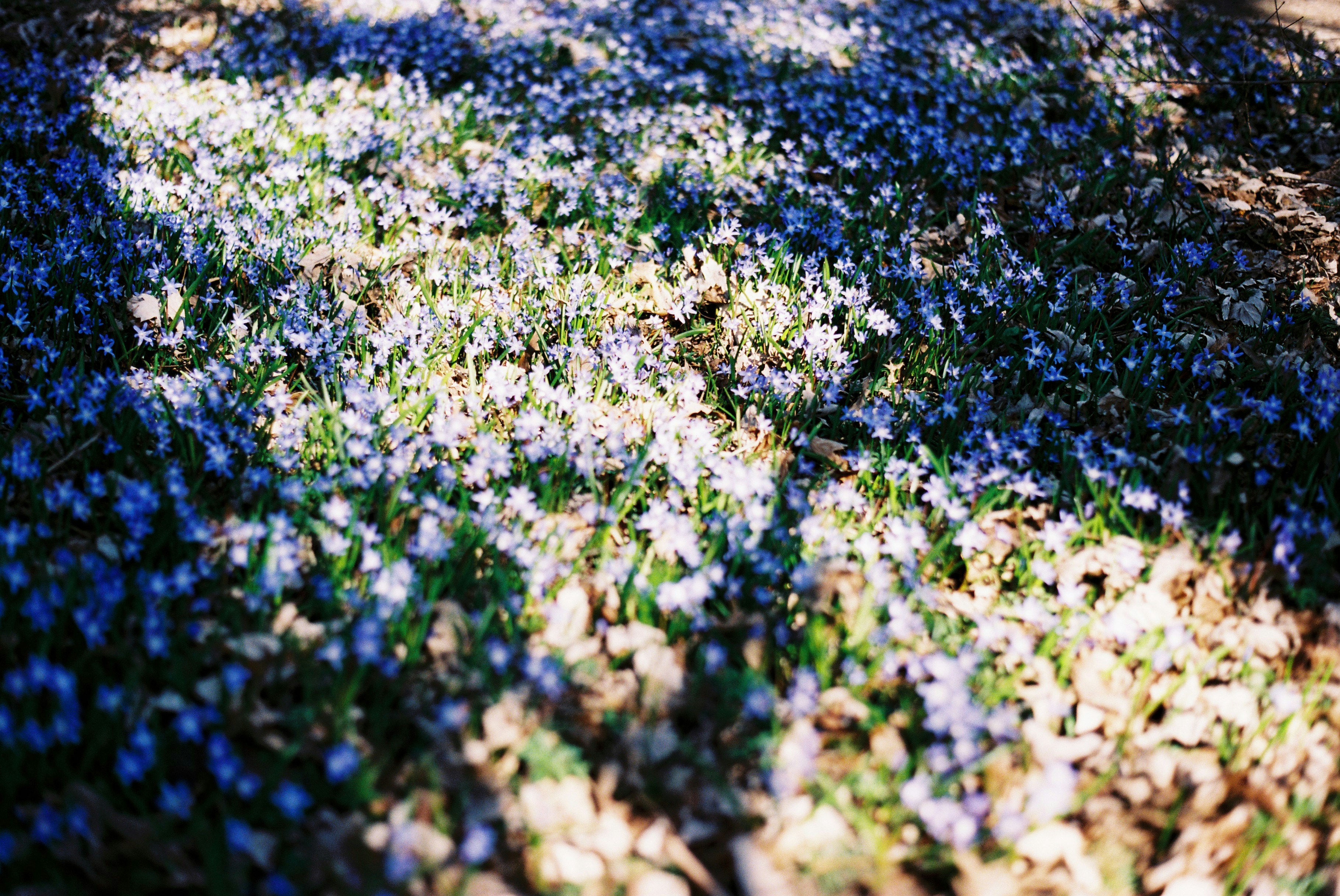 Sunlit Bluebell Carpet in a Quiet Meadow