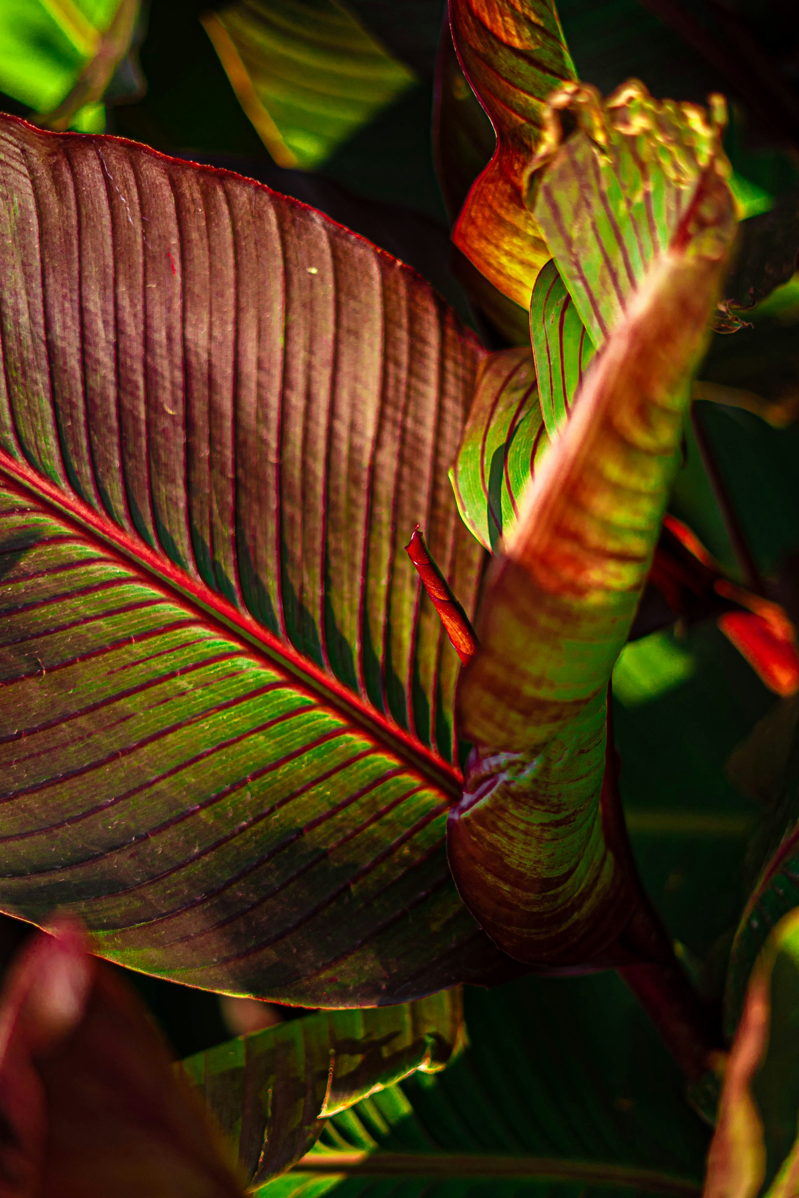 Veins of Color: Close-Up of Tropical Leaves Bathed in Crimson Light
