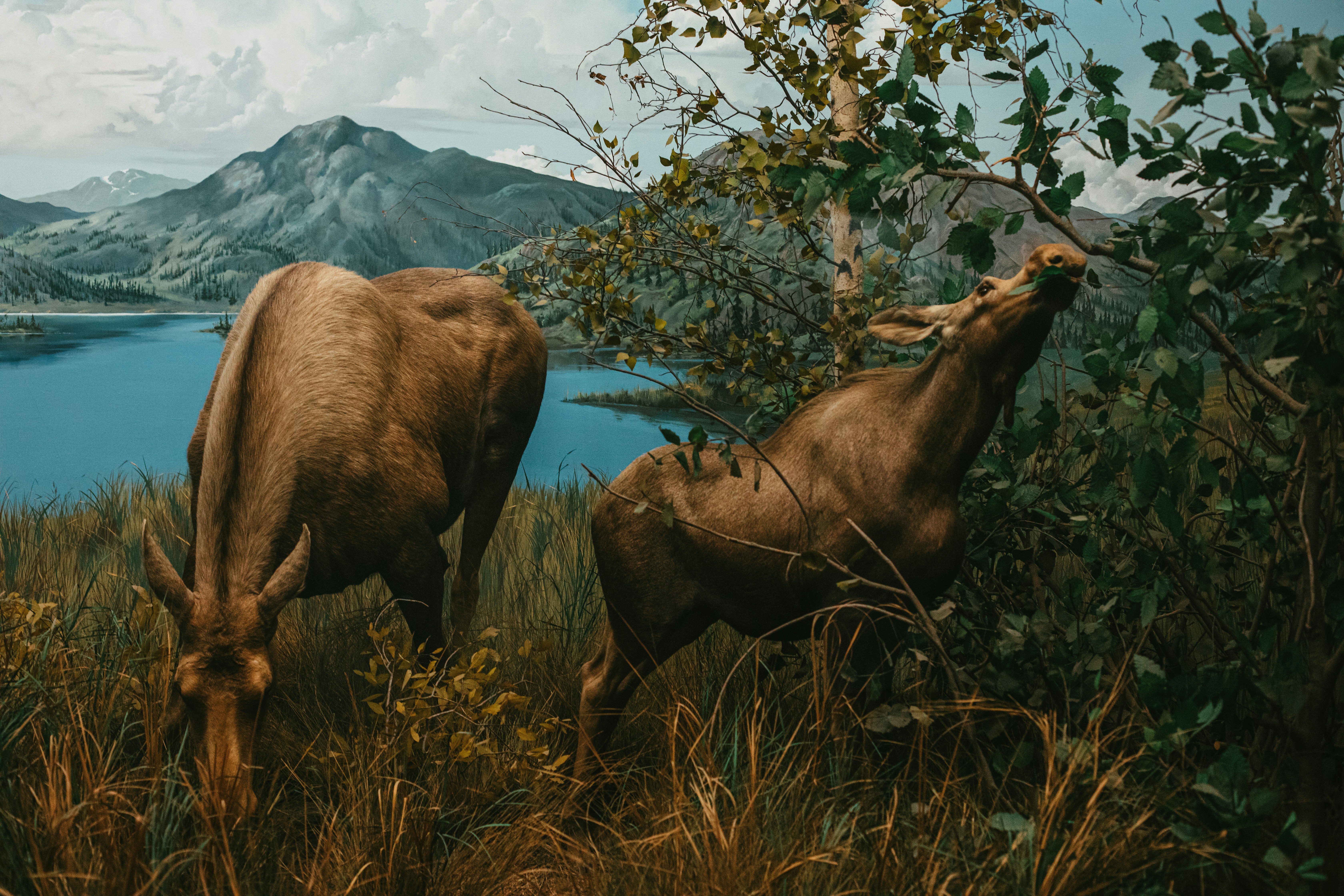 Elk Duo by the Alpine Lake: A Meadow Portrait Beneath Rugged Peaks