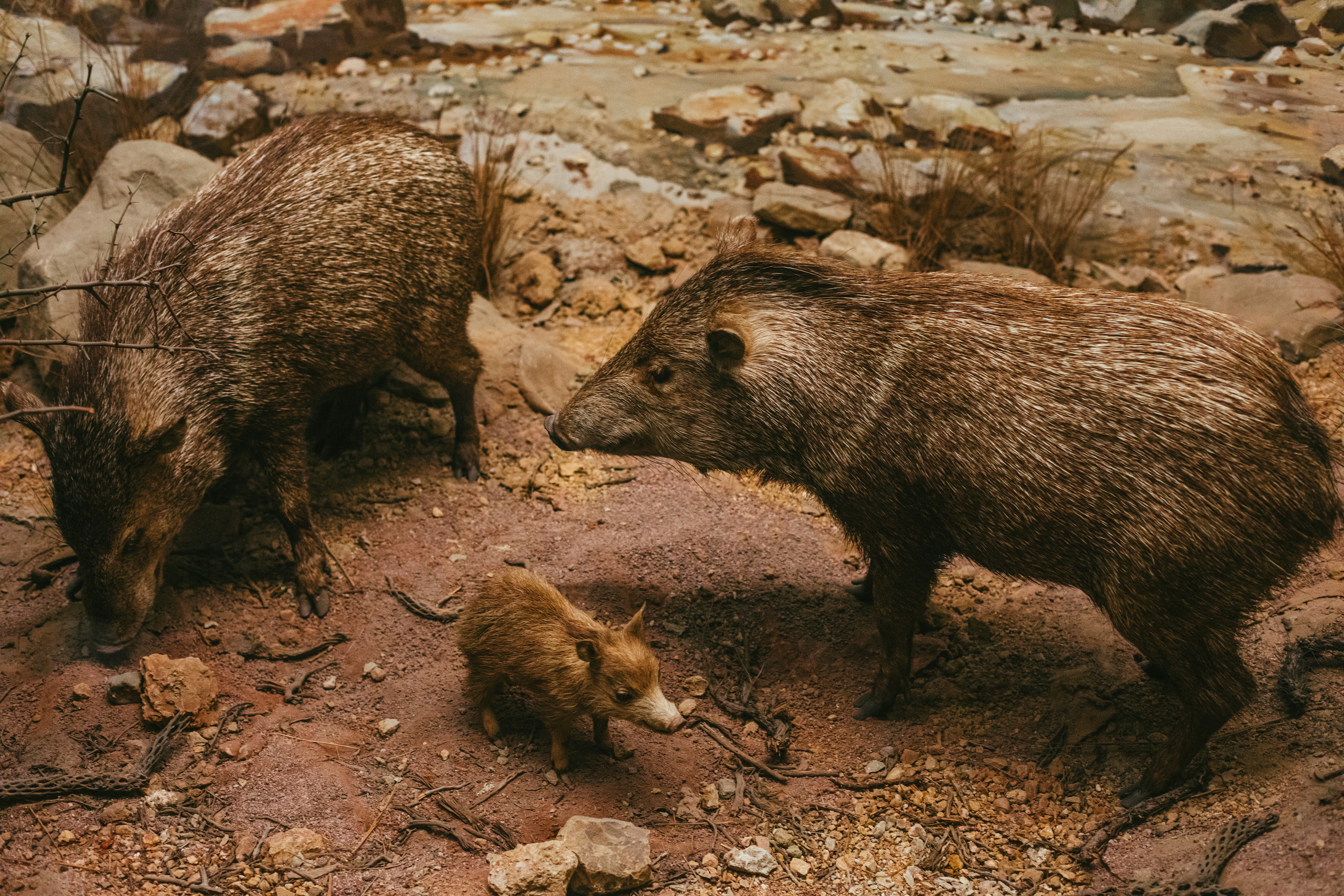 Dust and Duty: A Piglet Between Two Guardians