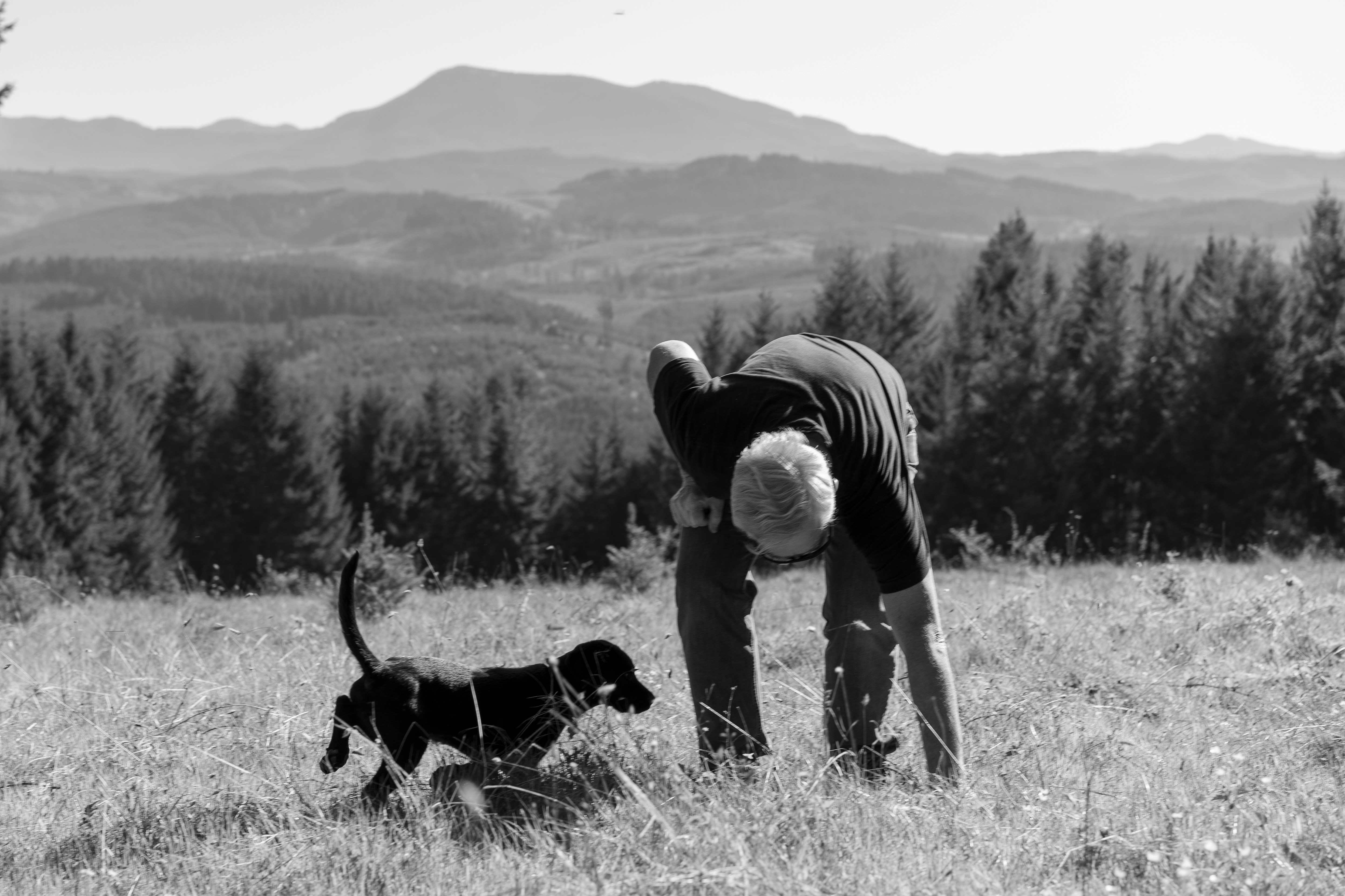 Grassy Quiet: An Old Man Reaches Toward a Dog in a Monochrome Field