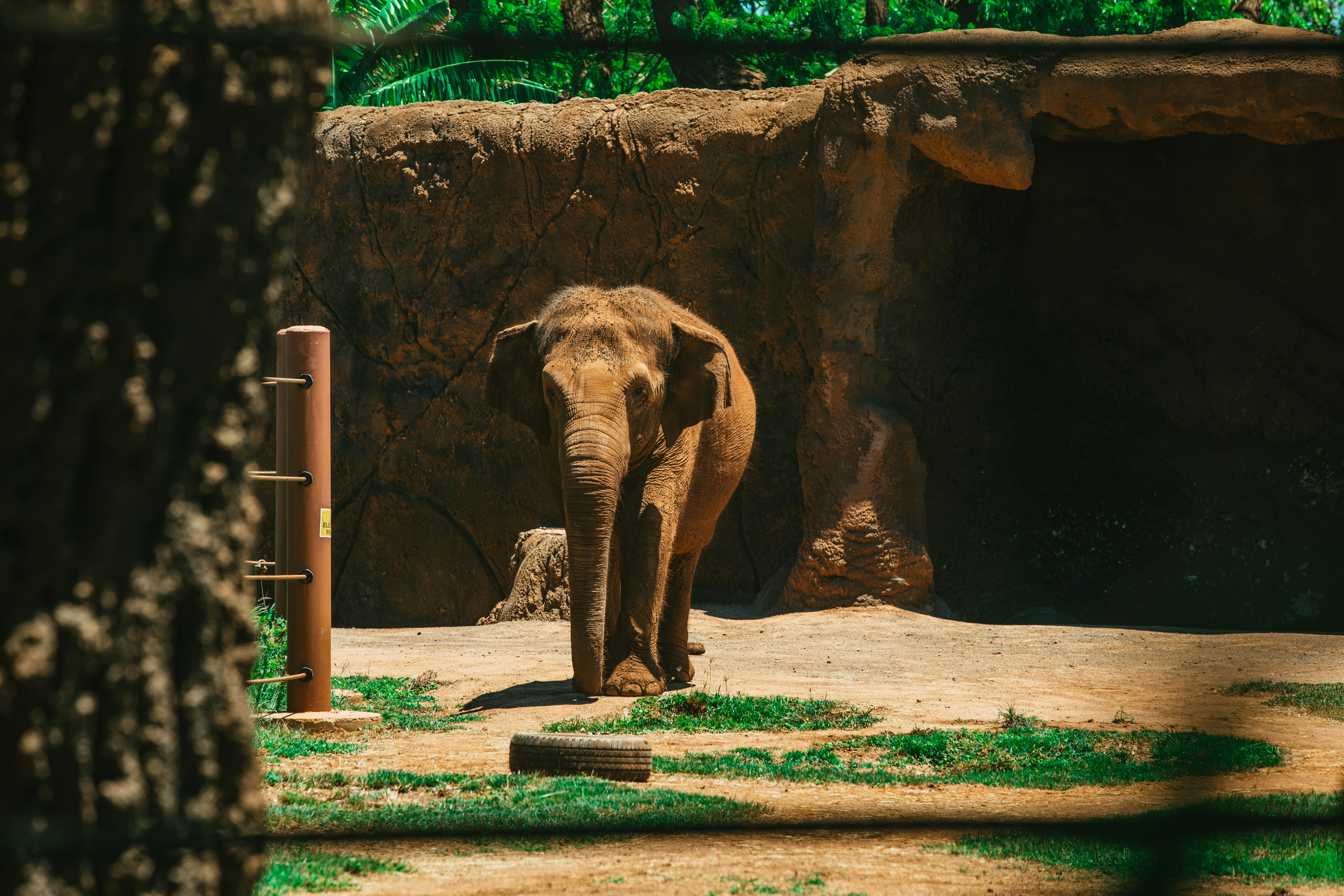 An elephant strolling through its habitat, surrounded by natural rock formations and greenery.