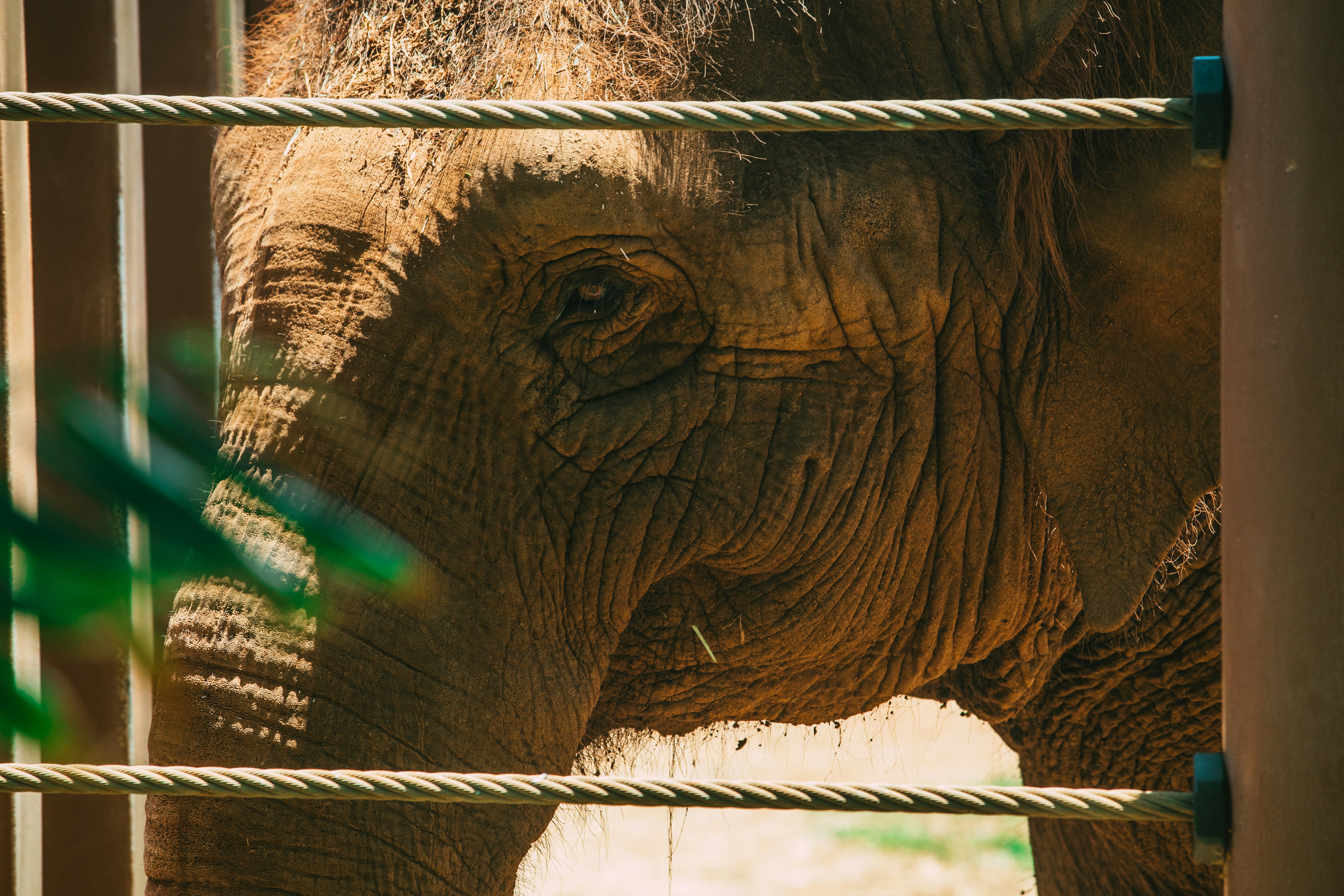 Gaze Through the Rails: Elephant Portrait Framed by Barriers