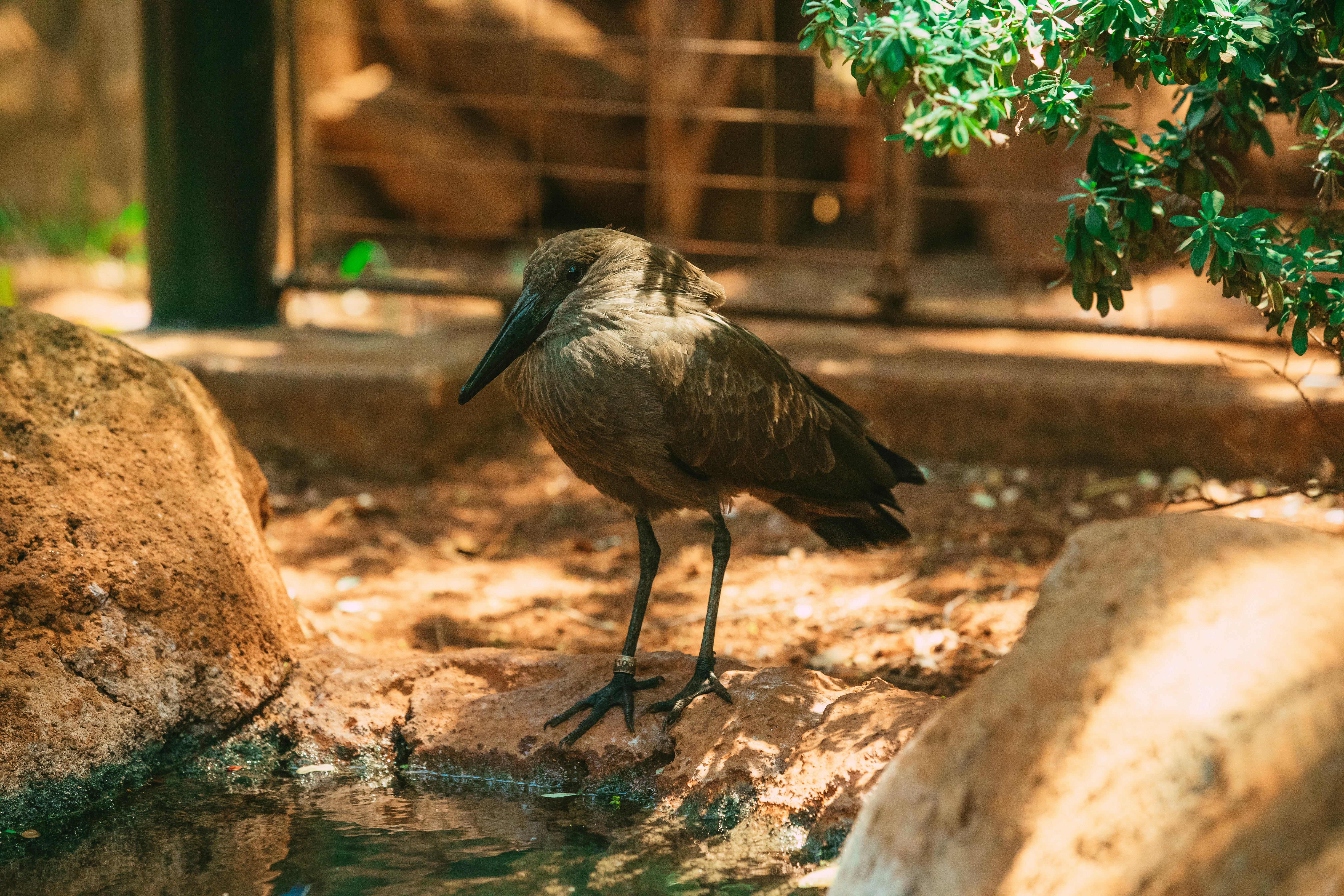 Riverside Sentinel: Dark-Plumaged Heron in Dappled Light