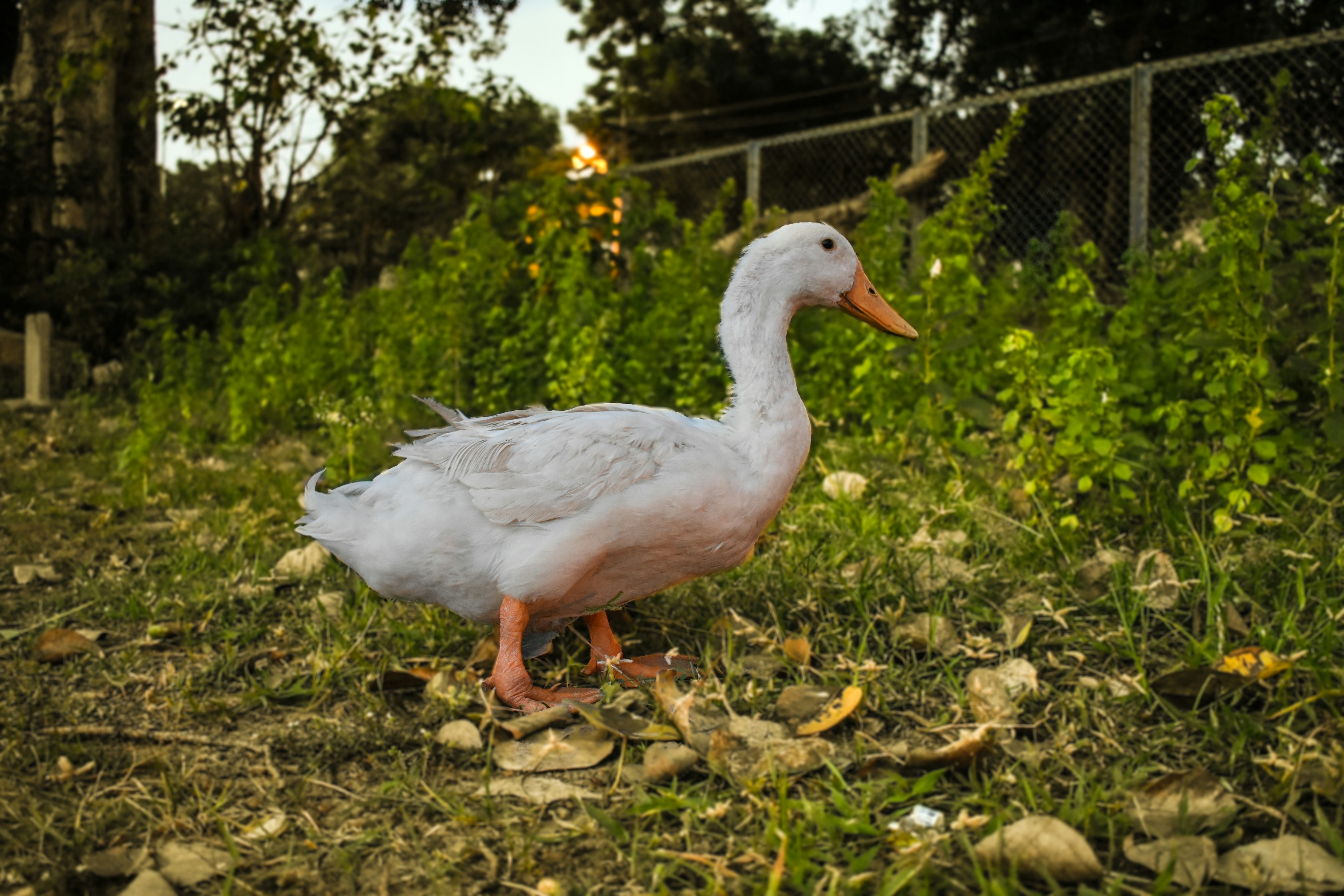 Dappled Ground Sentinel: A White Duck Among Autumn Leaves