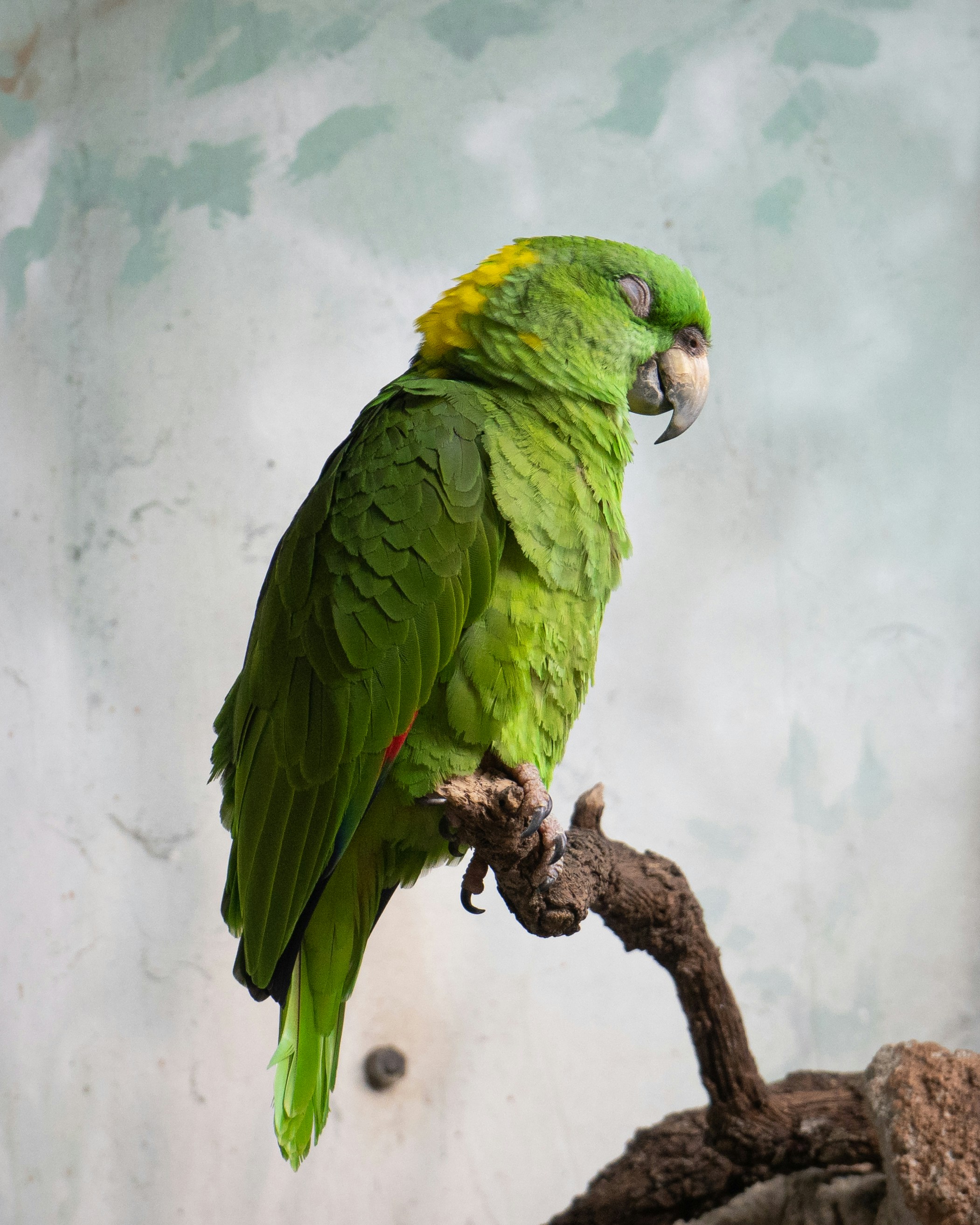 30,000+ Green Bird Pictures | Download Free Images on Unsplash
