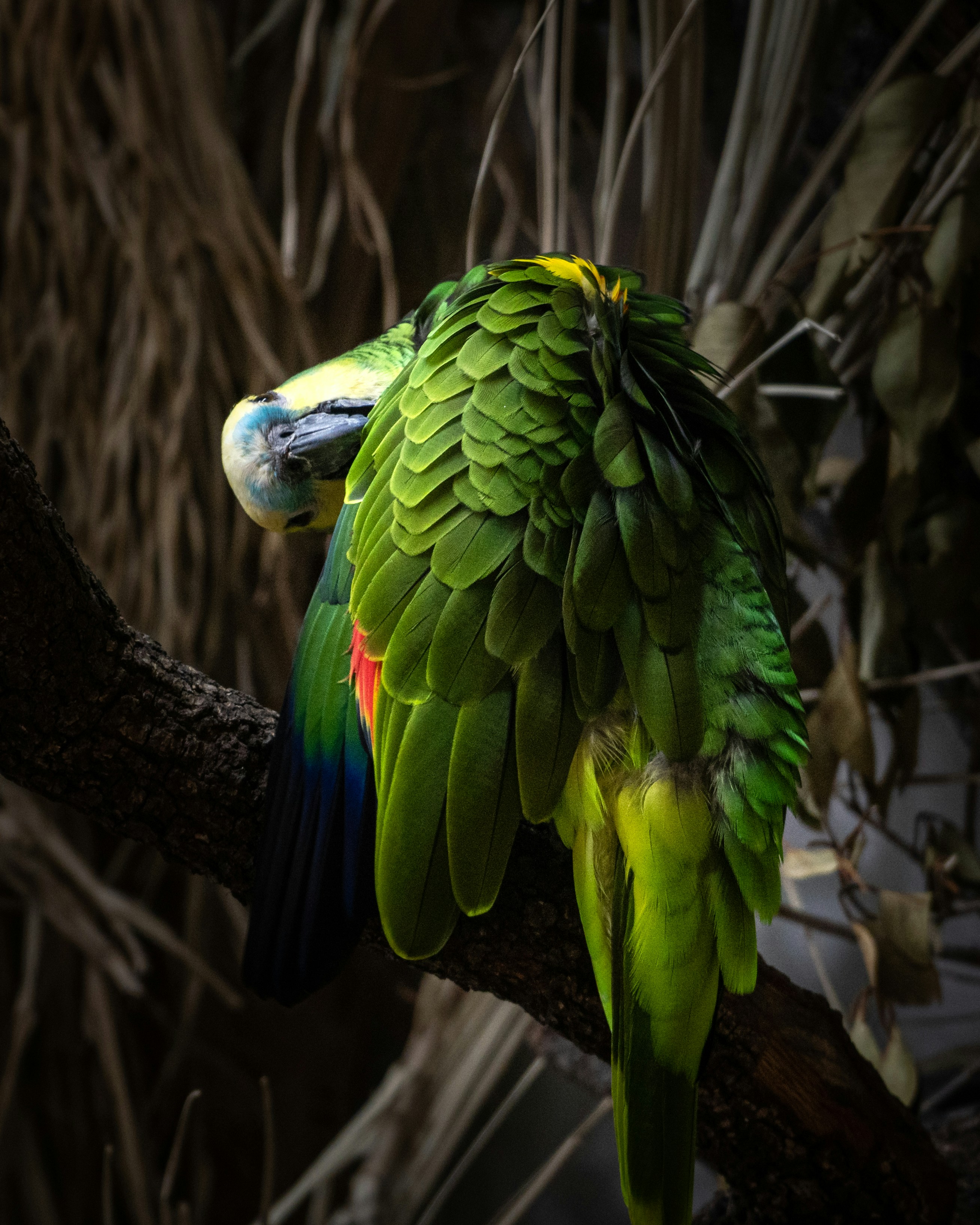 Green Velvet in Dappled Light: Emerald Macaw on a Shadowed Branch