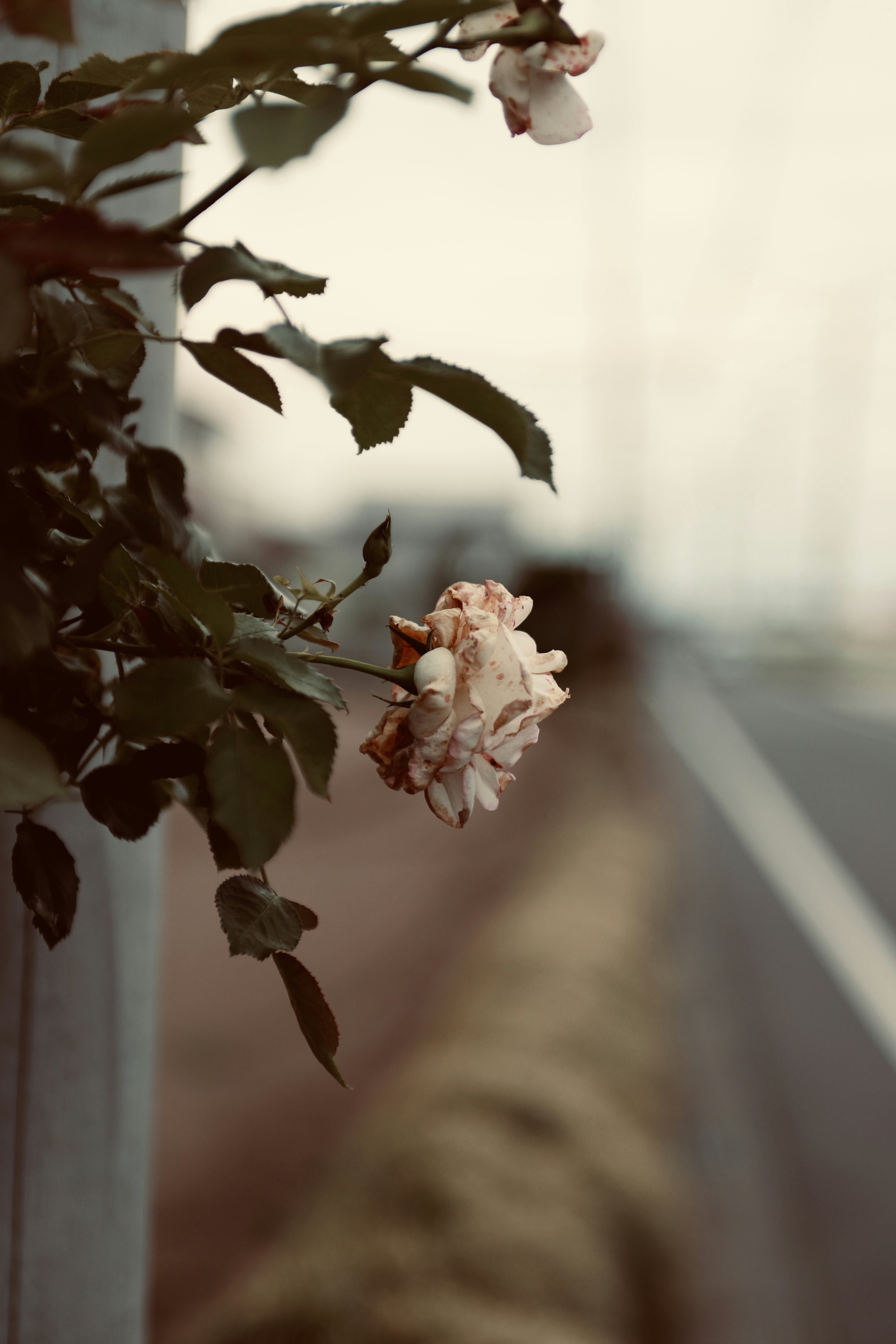 Wilted Pink Rose on a Guardrail: A Quiet Roadside Portrait