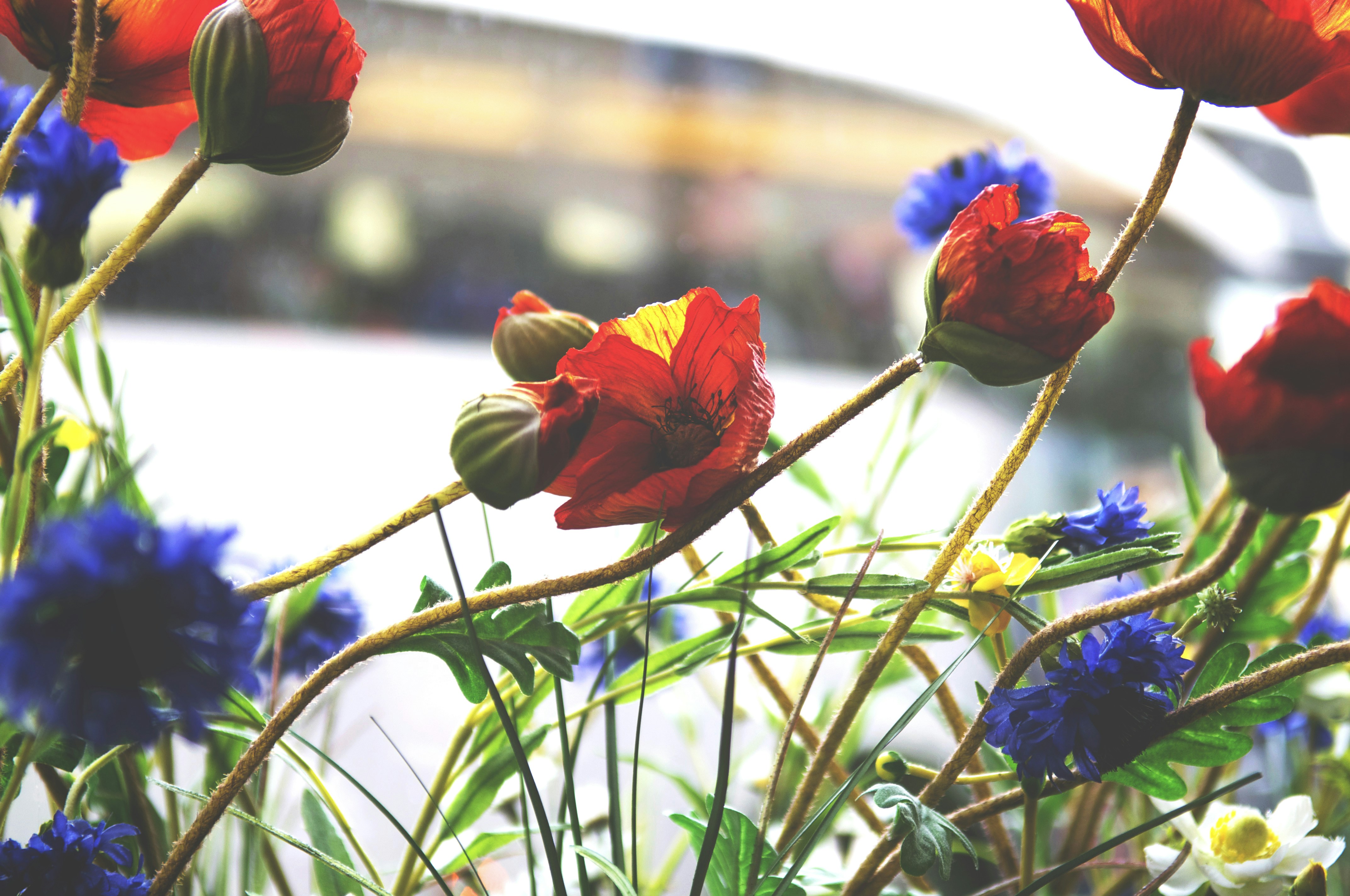 Crimson Poppies and Azure Blooms: A Quiet Focus in a City Garden
