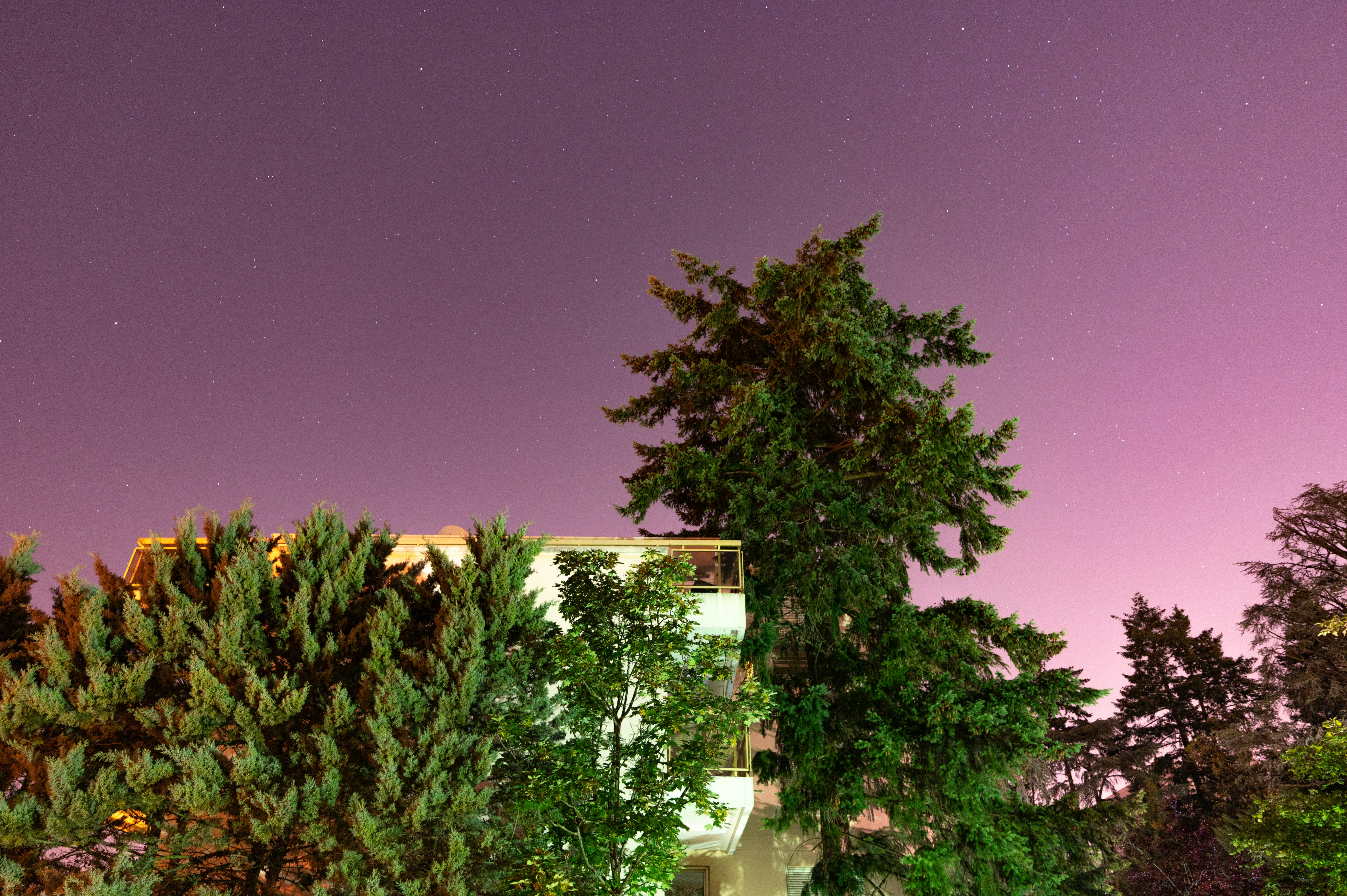 Evergreen Sentinel under a Violet Night: Stars Over a Quiet City Edge