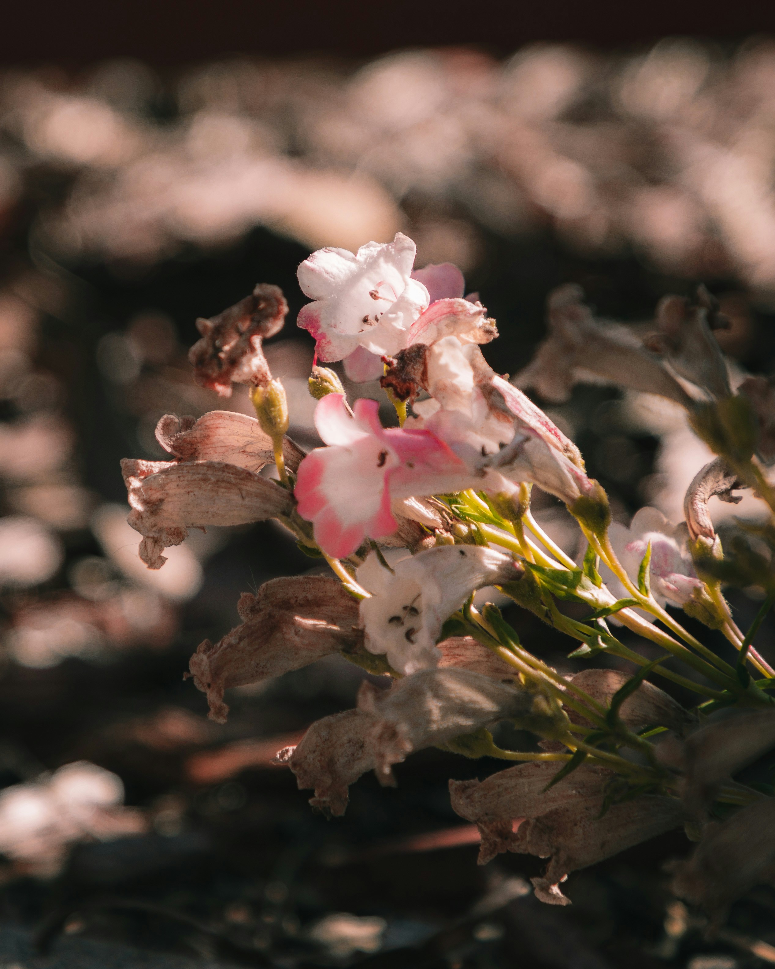 Soft Spotlight on a Faded Bouquet
