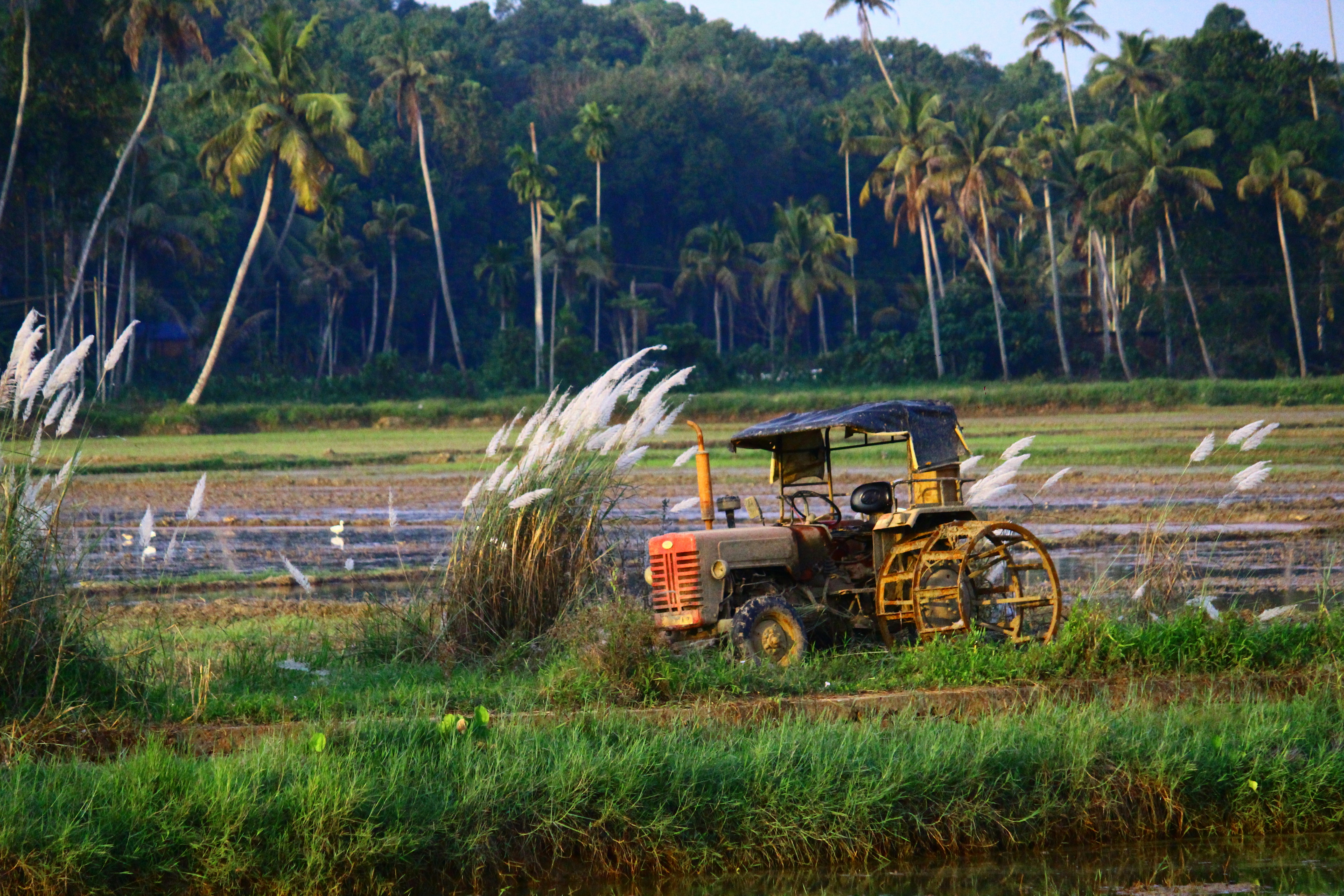 Rustic tractor parked amidst lush green fields and swaying palm trees, embodying the essence of agricultural life.