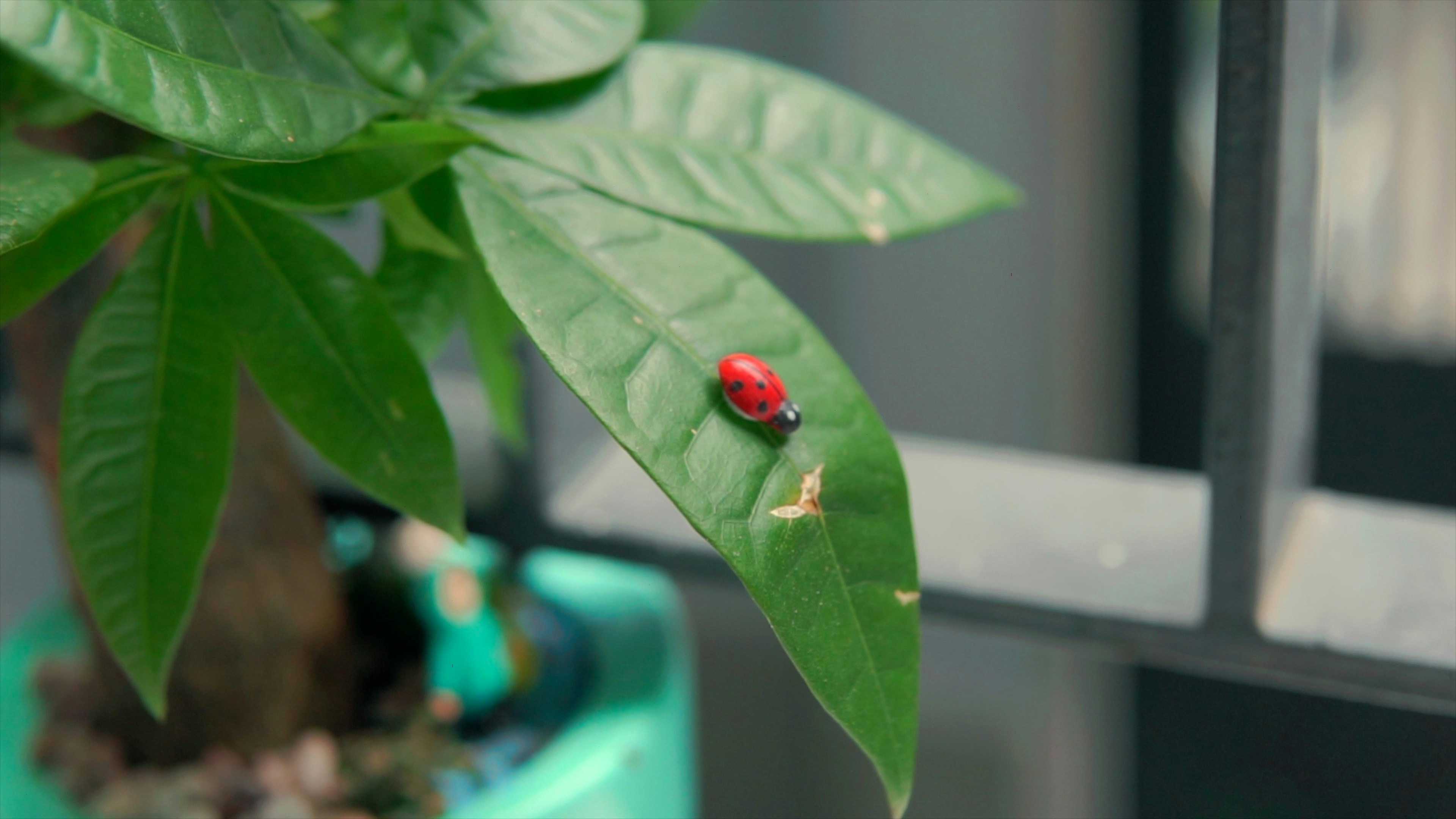 Red ladybug on green leaf in close up photography during daytime photo ...
