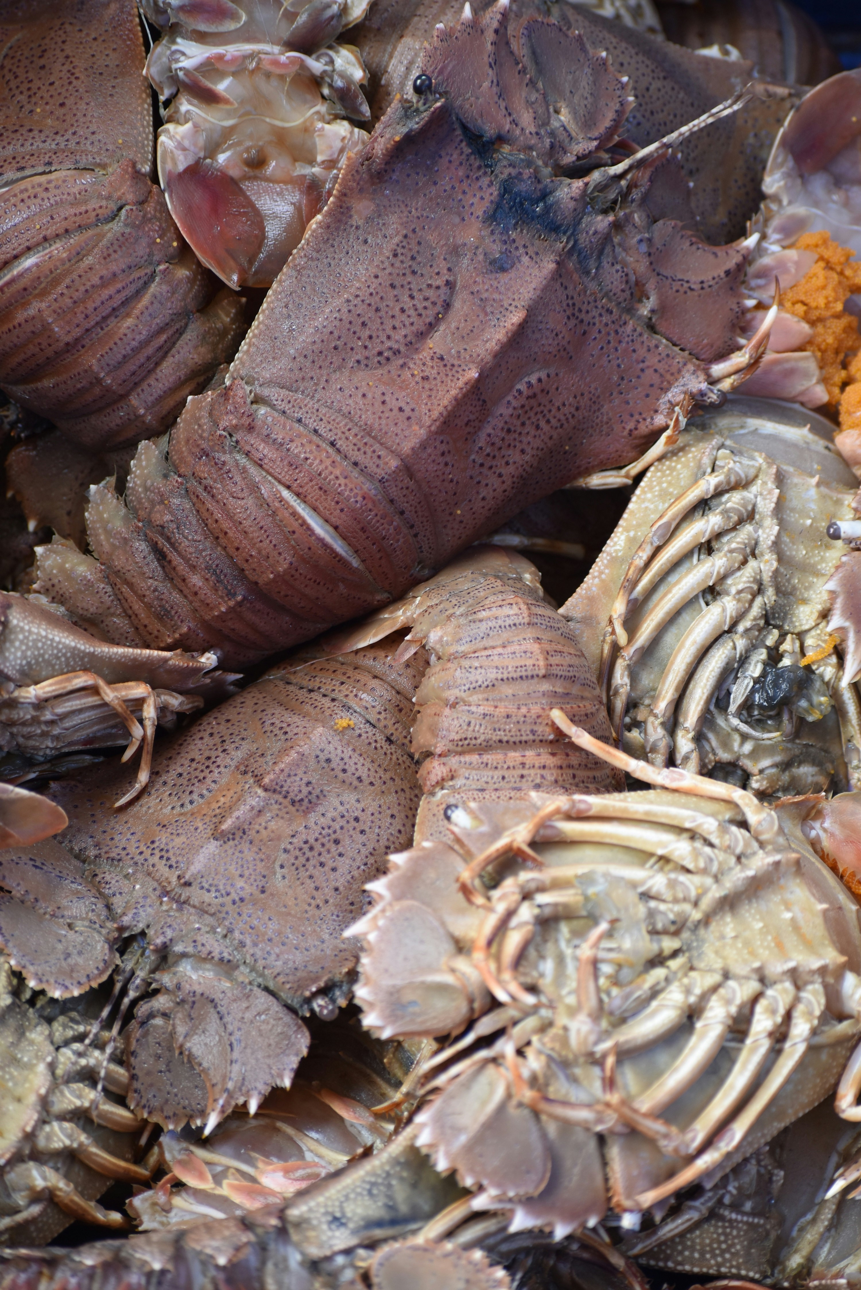 Brown sea shells on gray sand photo – Free Kanyakumari Image on Unsplash