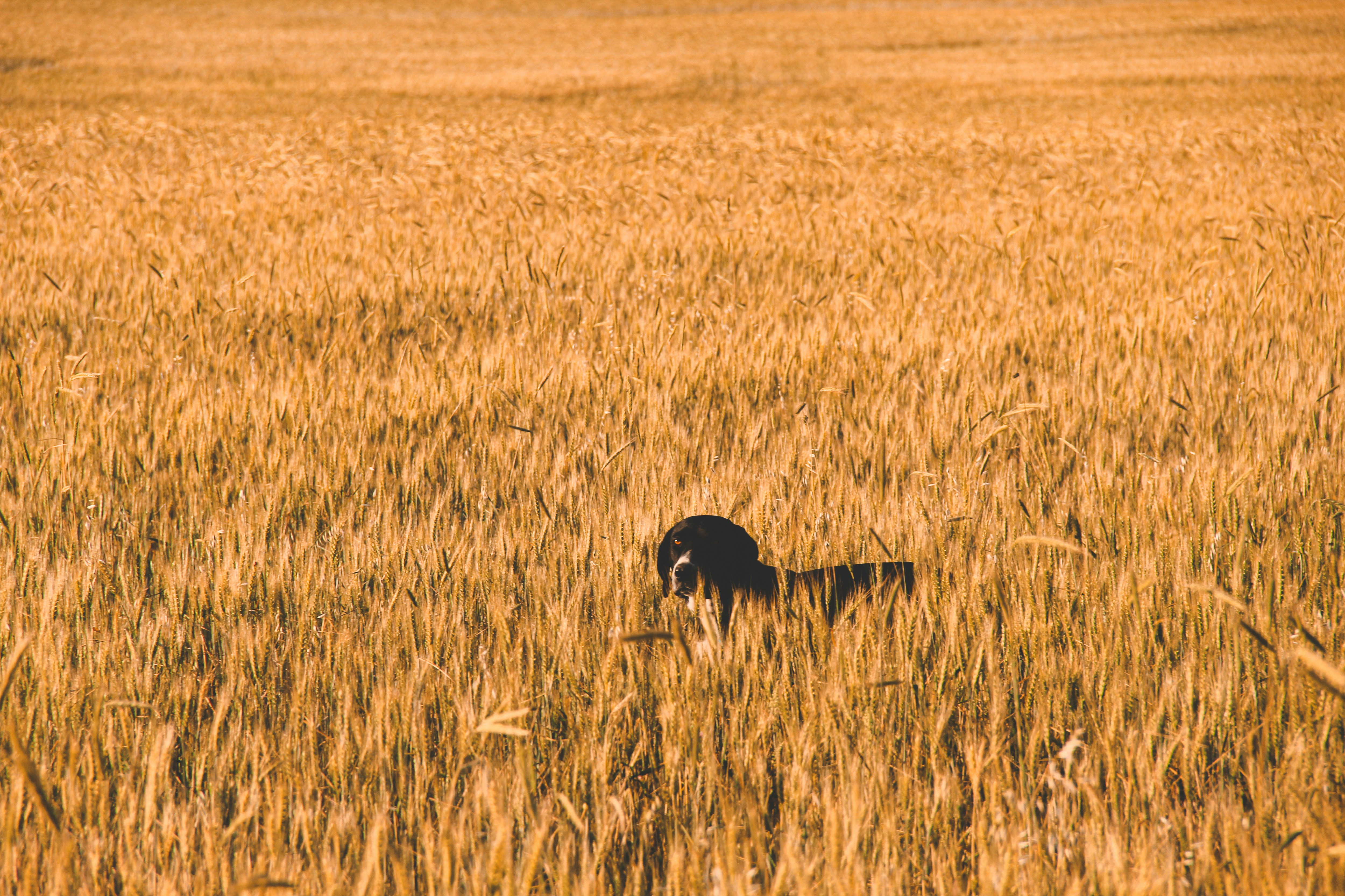 Golden Quiet: A Black Labrador in a Sea of Wheat