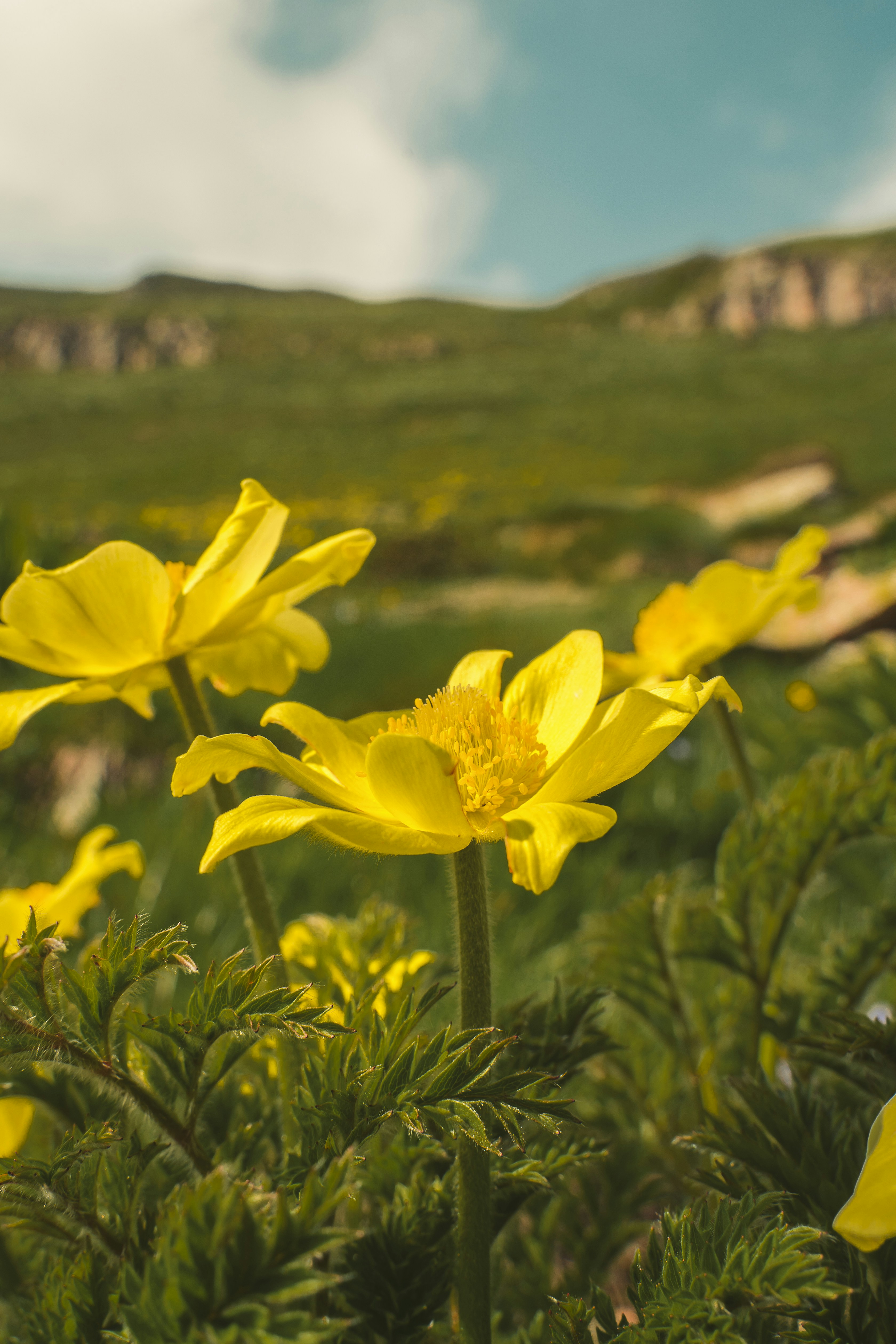 Sunlit Alpine Yellow Blossom Anchoring a Quiet Meadow