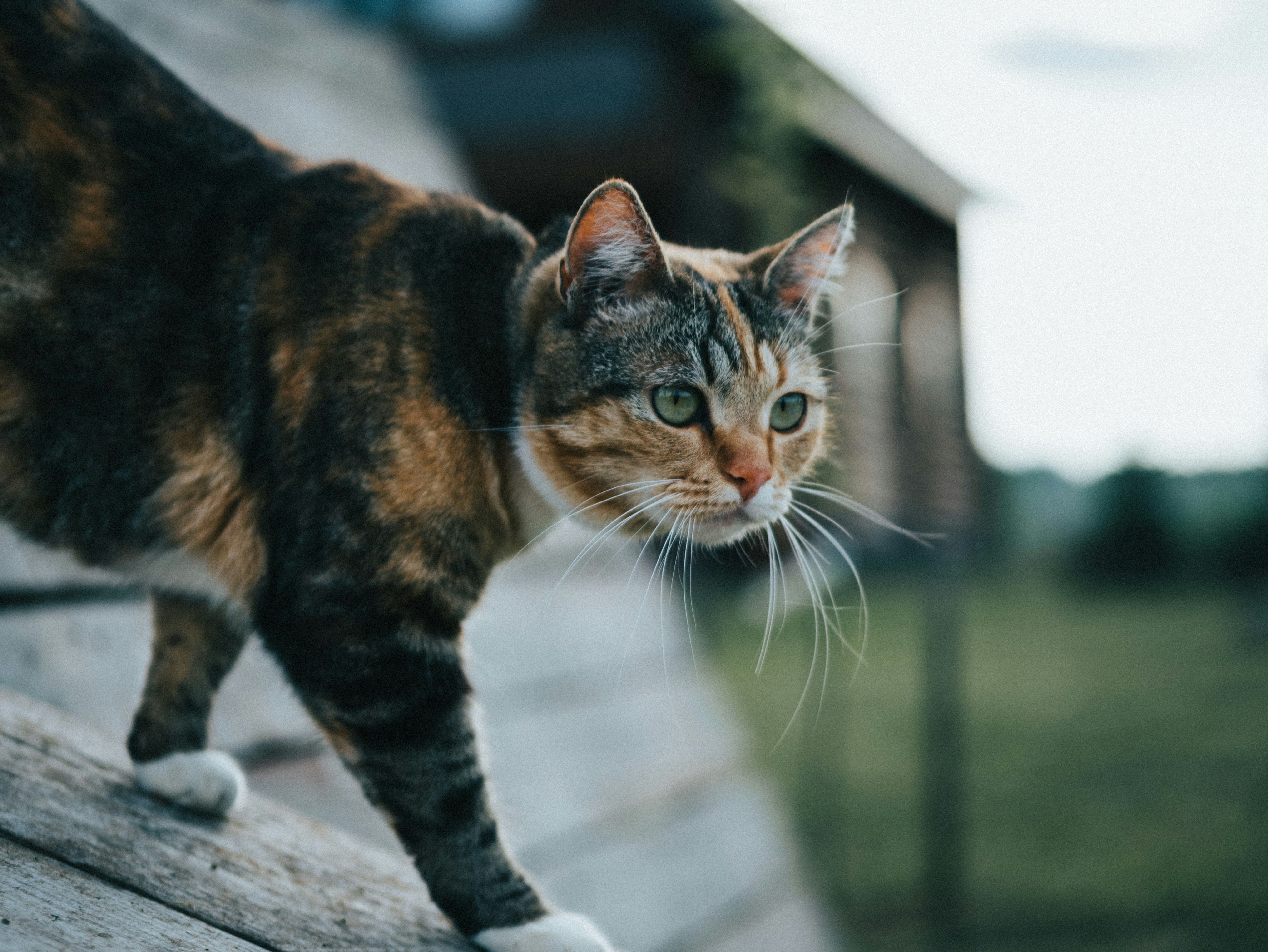 Chat brun et noir sur table en bois gris photo – Image gratuite de ...