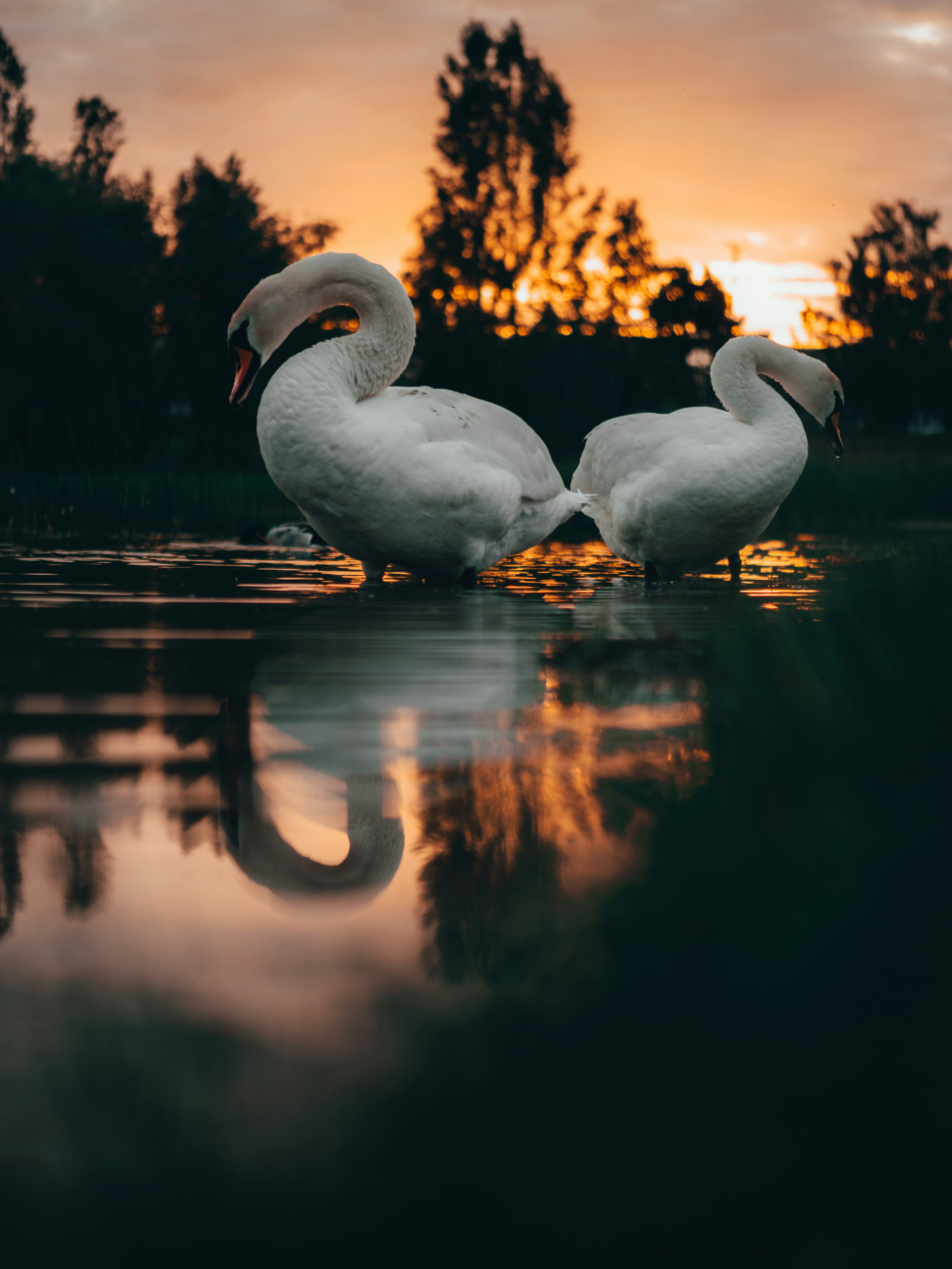 Two swans stand in shallow water at sunset, their reflections shimmering on the surface with a dark treeline in the background.