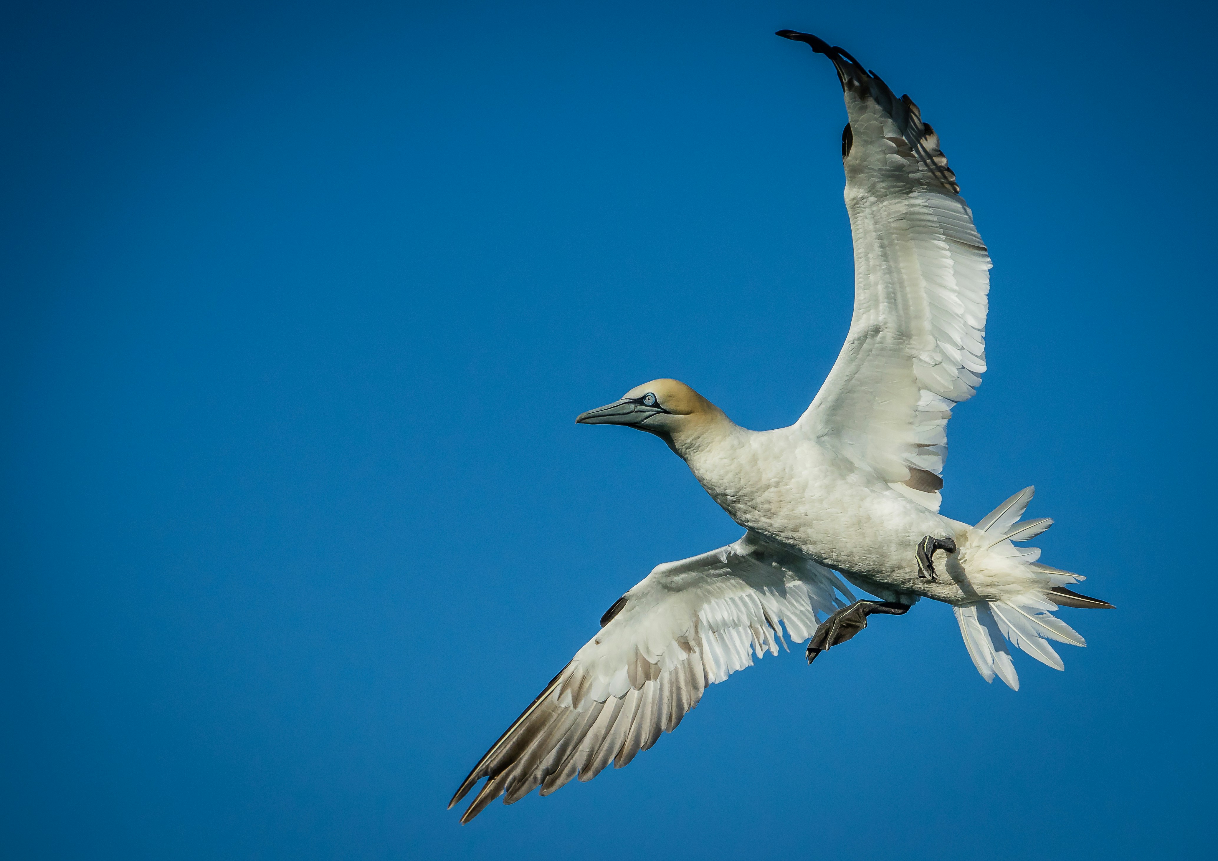 Gannet soaring against a clear blue sky with wings fully extended.
