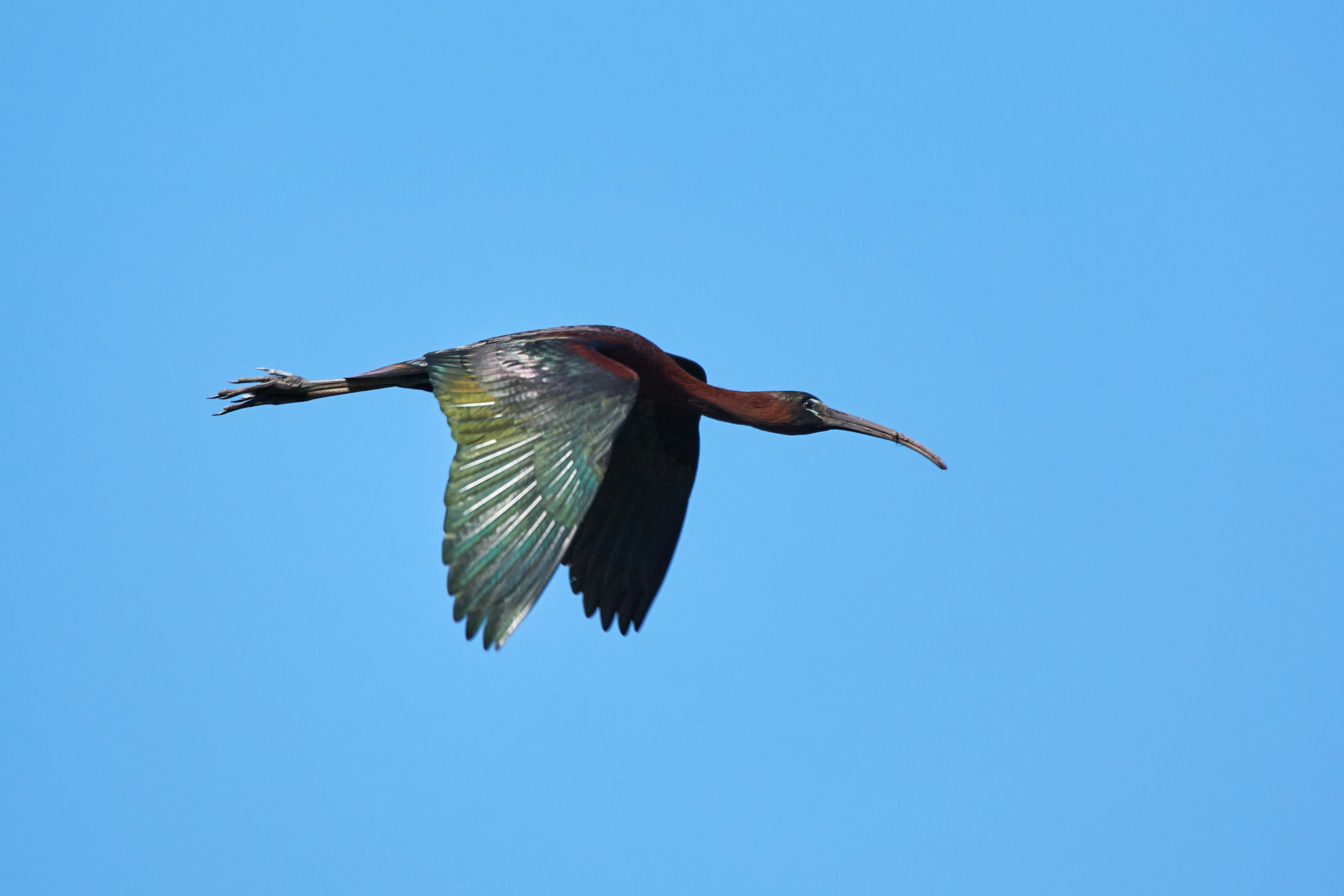 Crimson-Necked Glider with Iridescent Wings over a Cerulean Sky