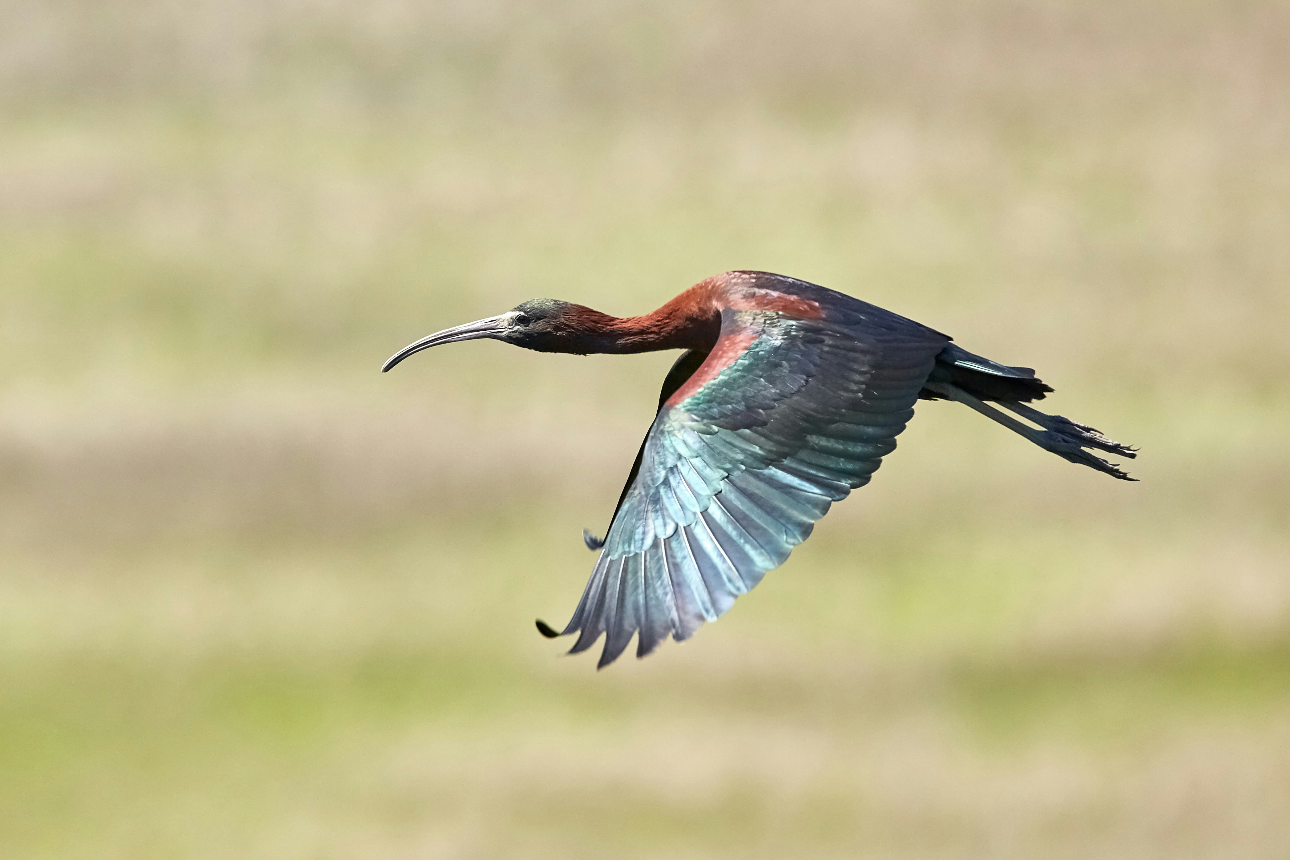 Iridescent Glide: Glossy Ibis in a Sunlit Flight
