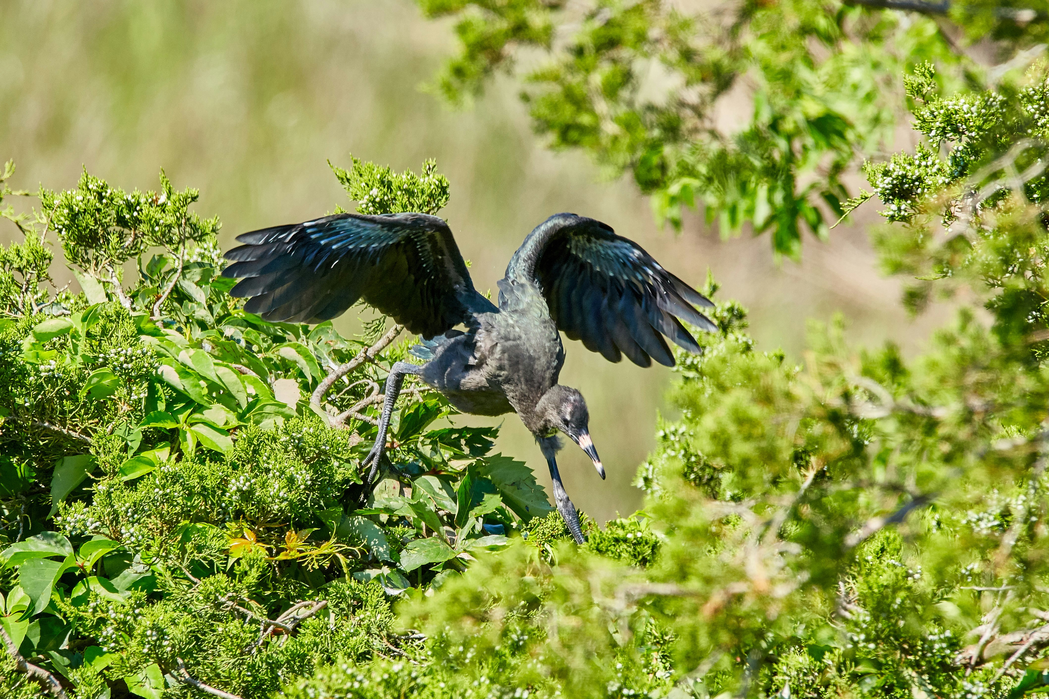 Wing Span in the Green: A Dark-Winged Bird Mid-Flight Through a Shrub Thicket