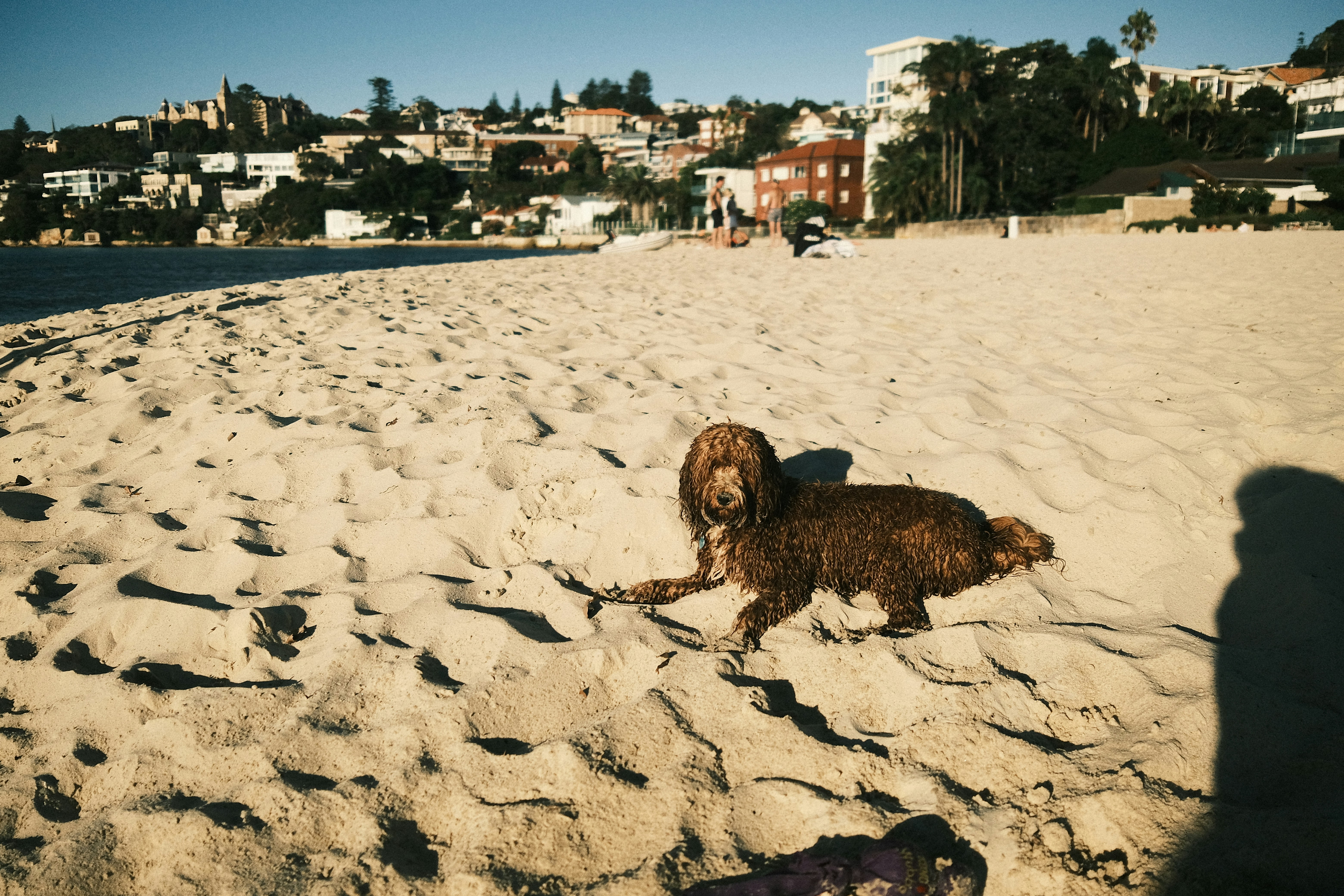 A brown dog lounging on the sandy beach, with coastal homes in the background. The scene captures a relaxed moment in a sunny environment.