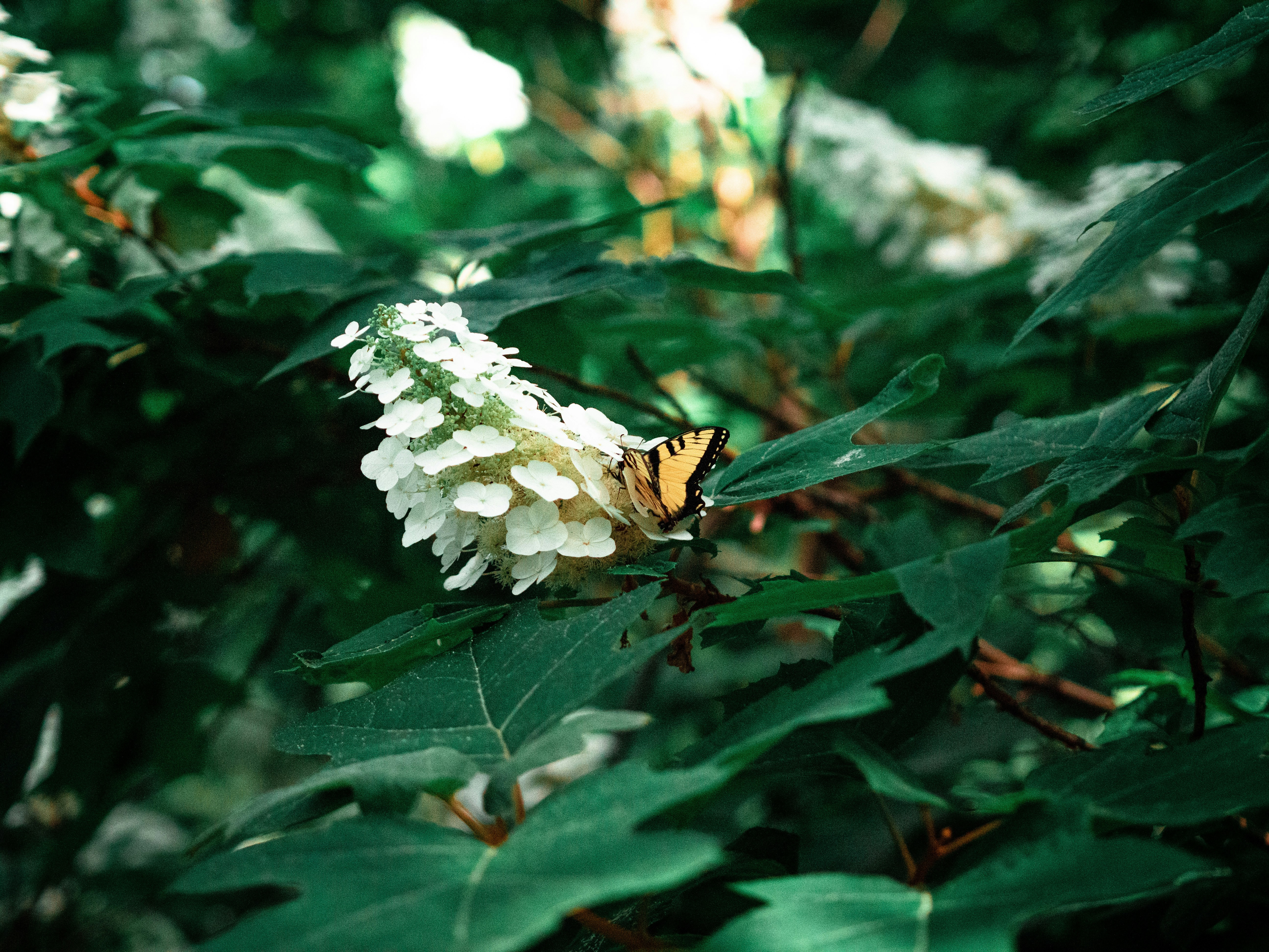 Butterfly on Hydrangea Cone: A Quiet Moment of Color and Texture