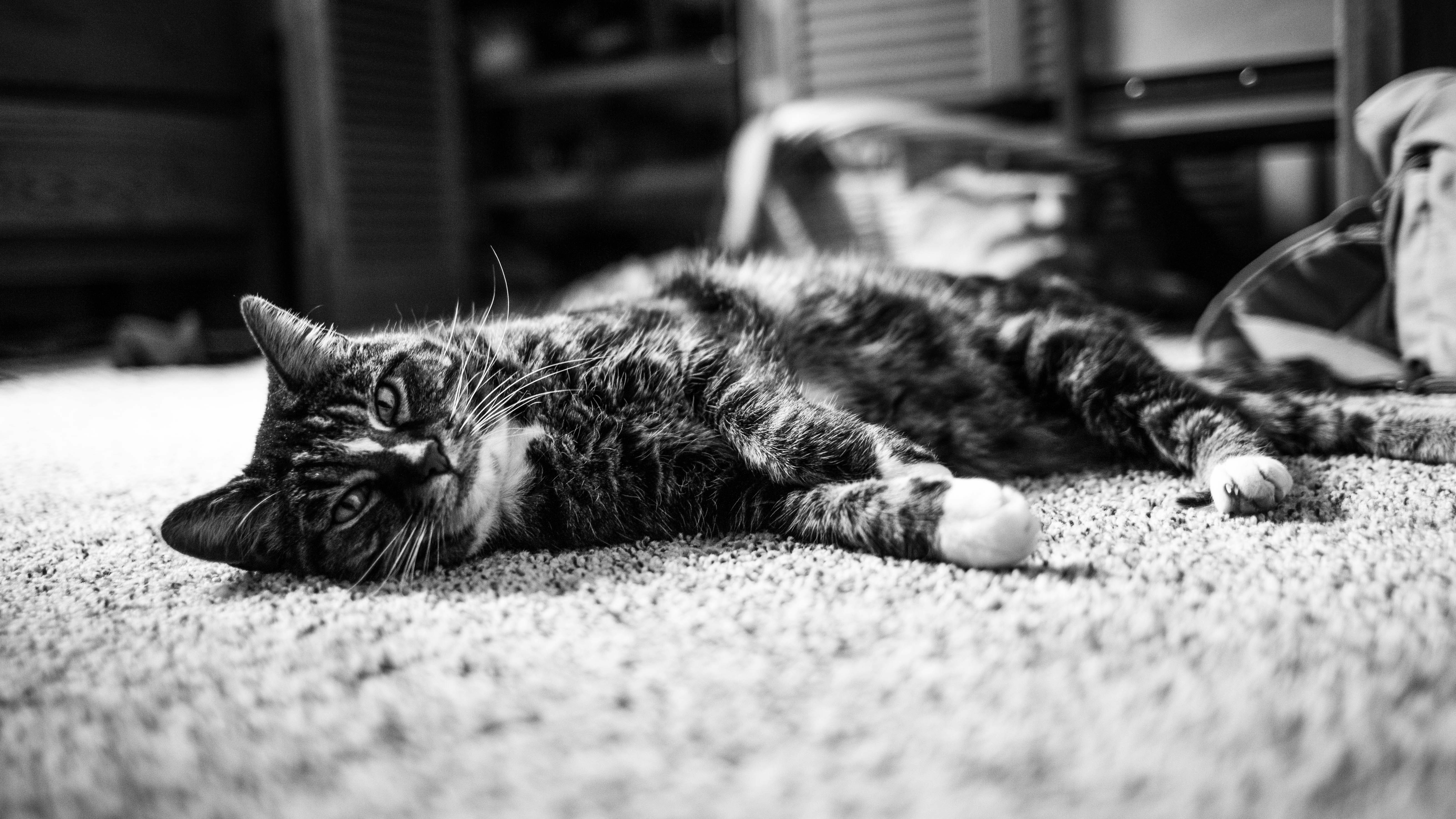 Noir Reverie: Tabby at rest on a textured carpet