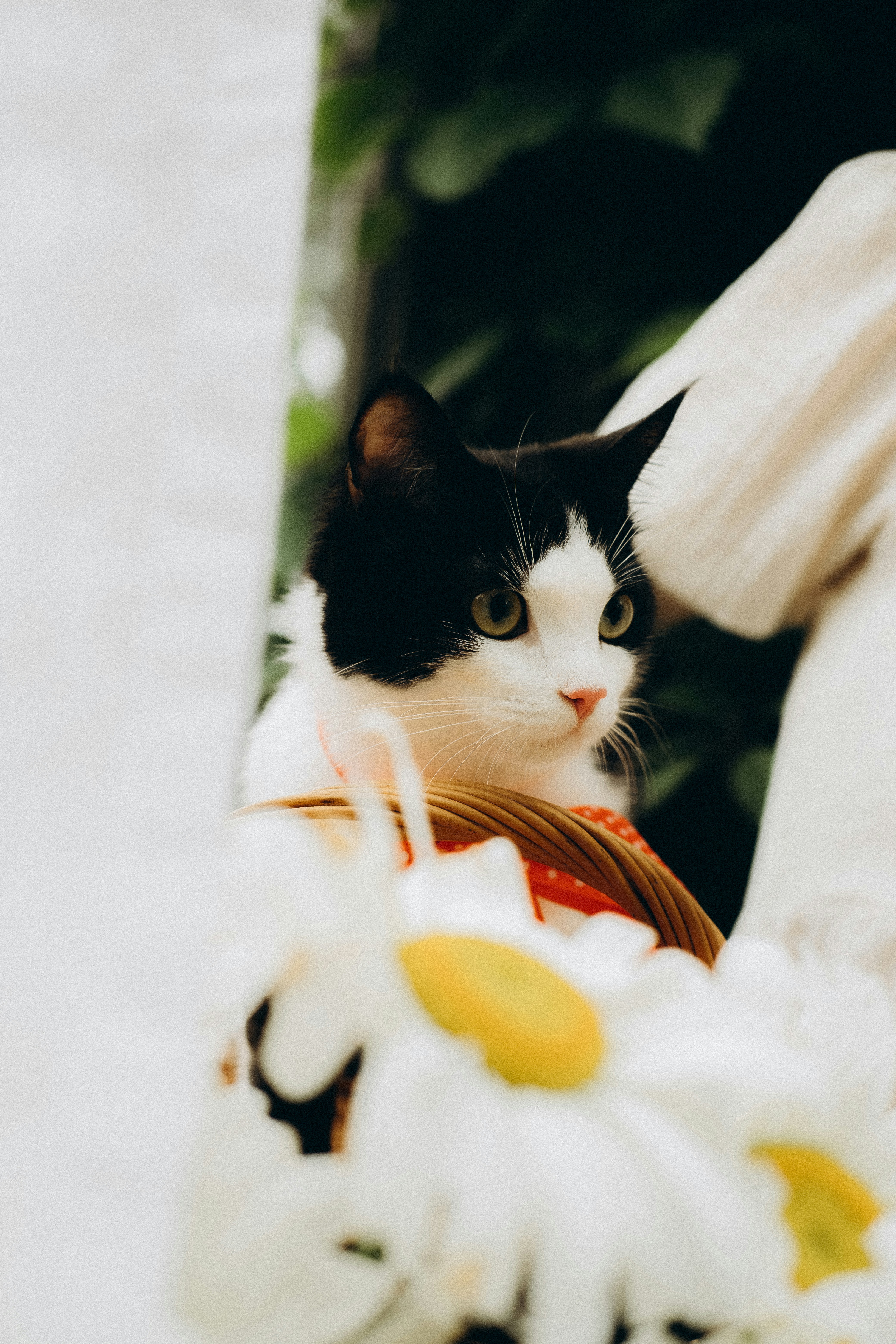 tuxedo cat on white textile