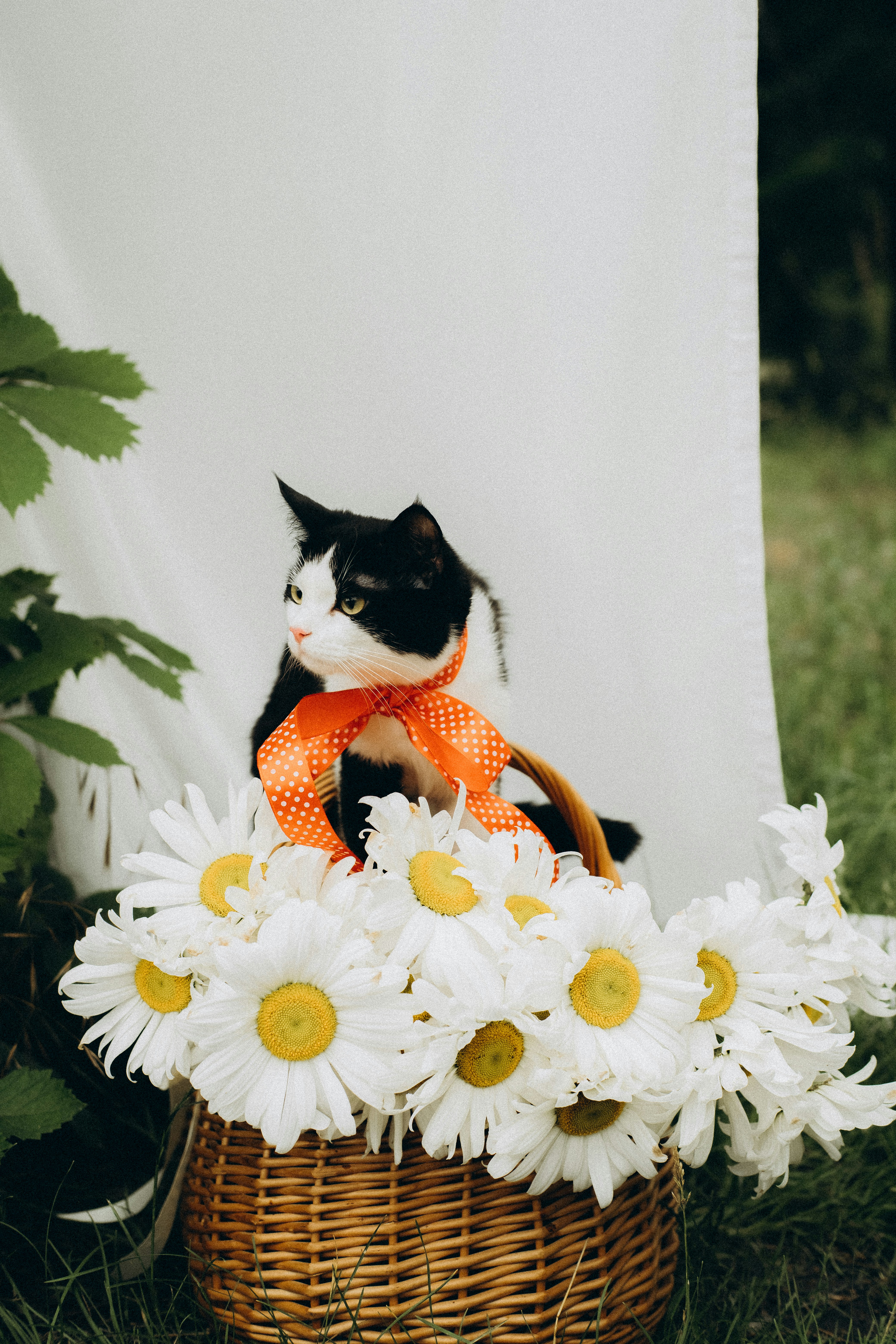 Tuxedo cat in a wicker bloom basket, crowned by daisies and an orange ribbon