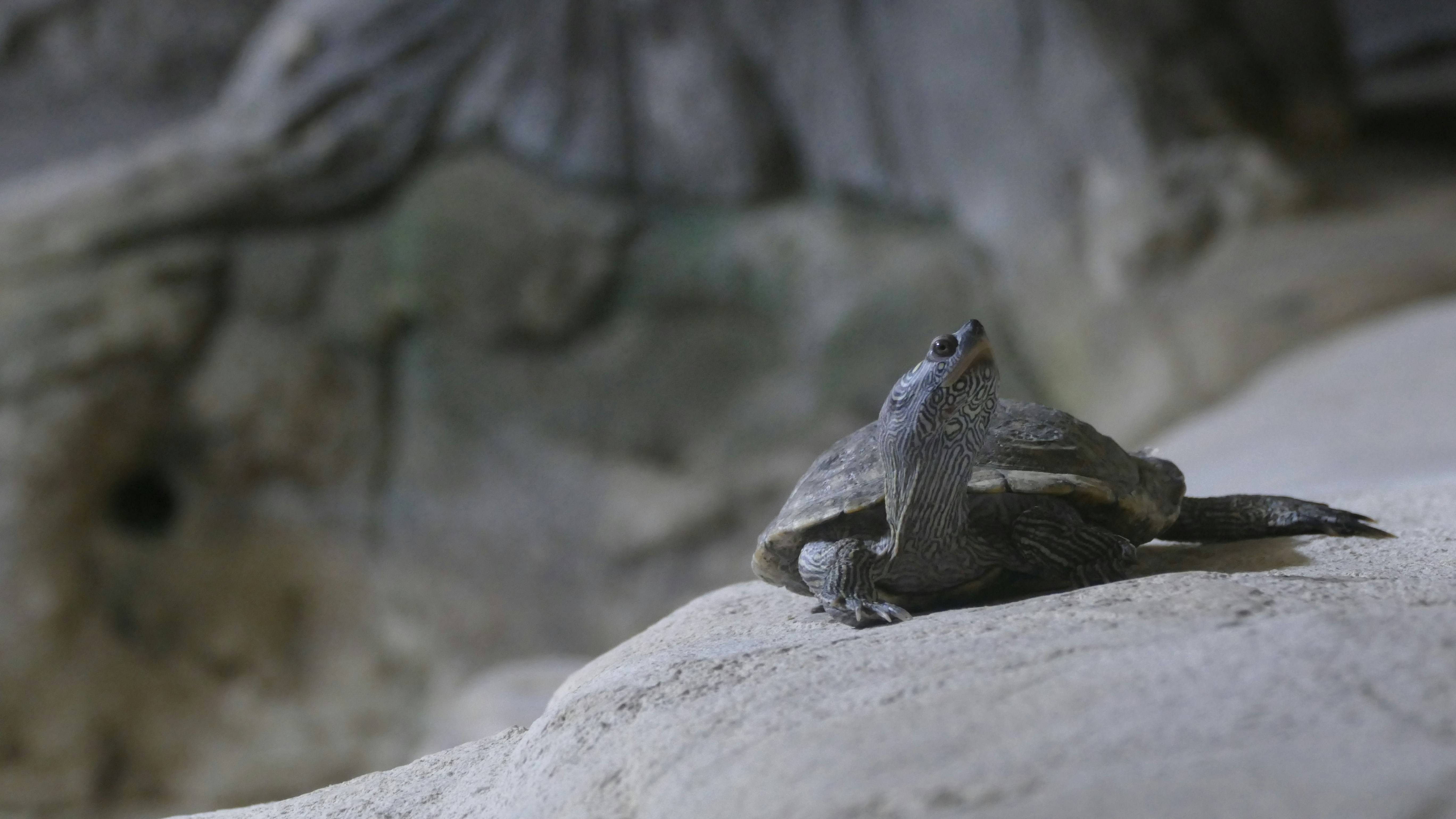 A turtle resting on a smooth rock surface, gazing upward in a tranquil environment. The textured backdrop enhances the scene's natural feel.