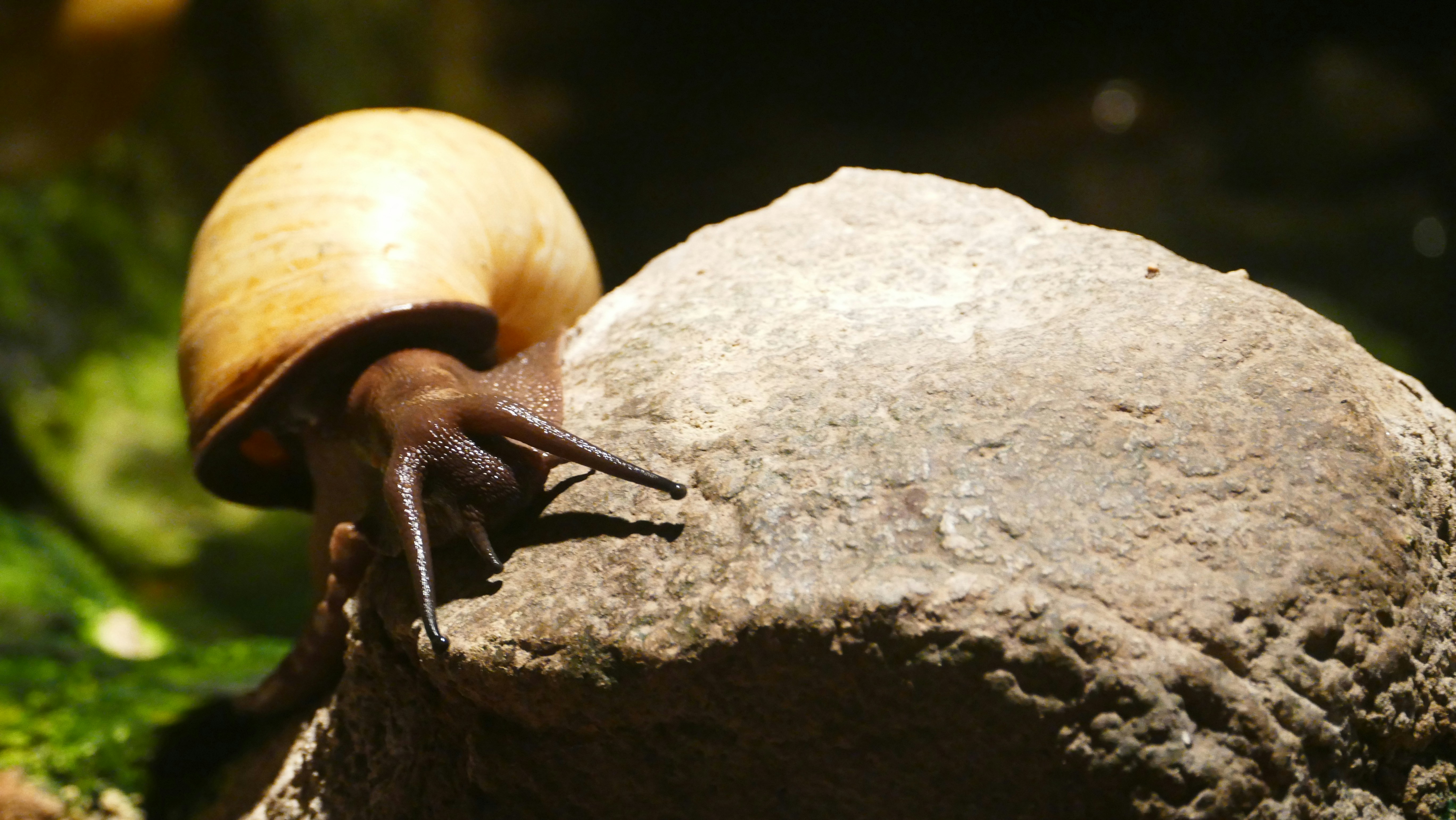 brown snail on gray rock