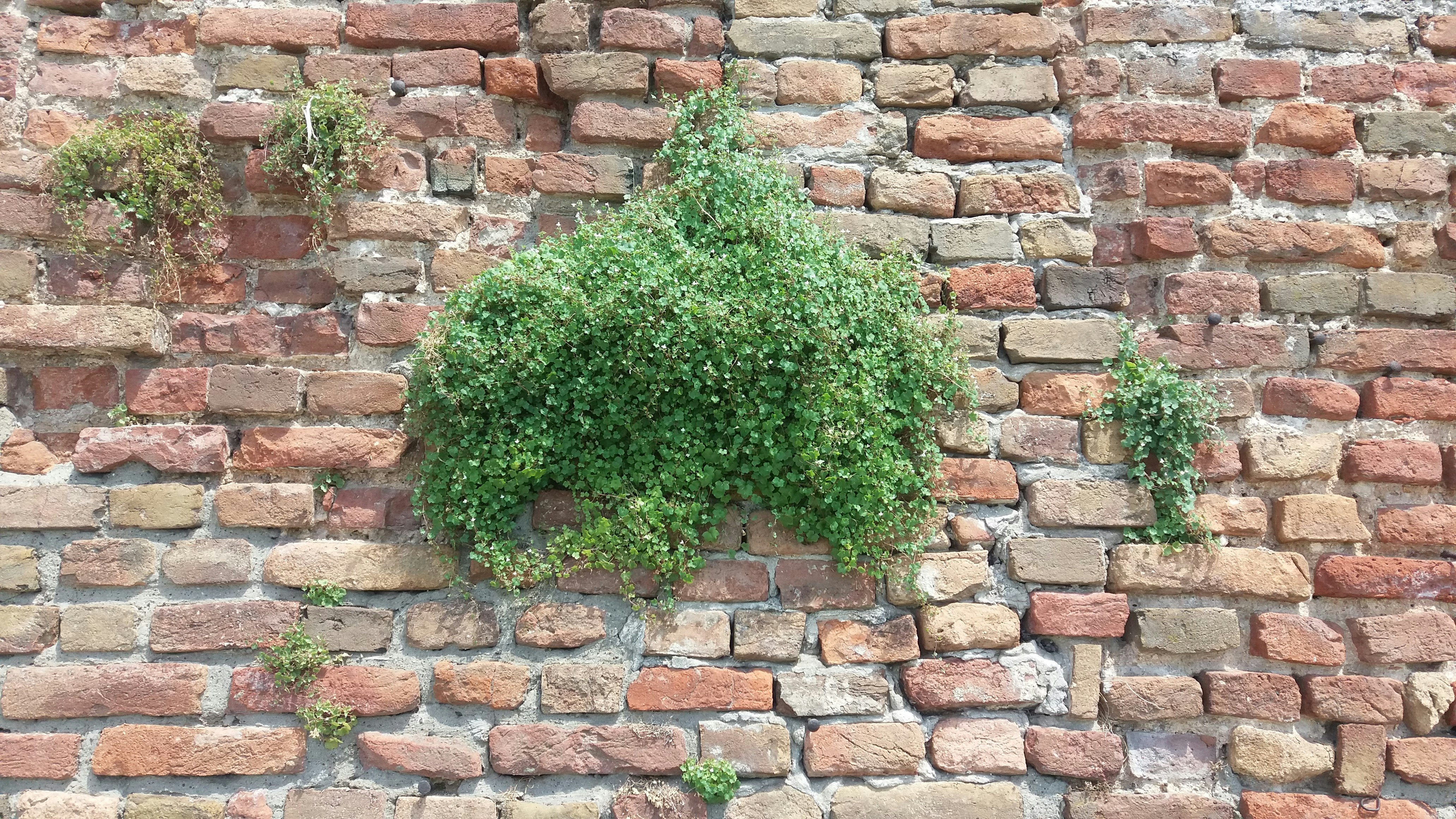 green plant on brown brick wall