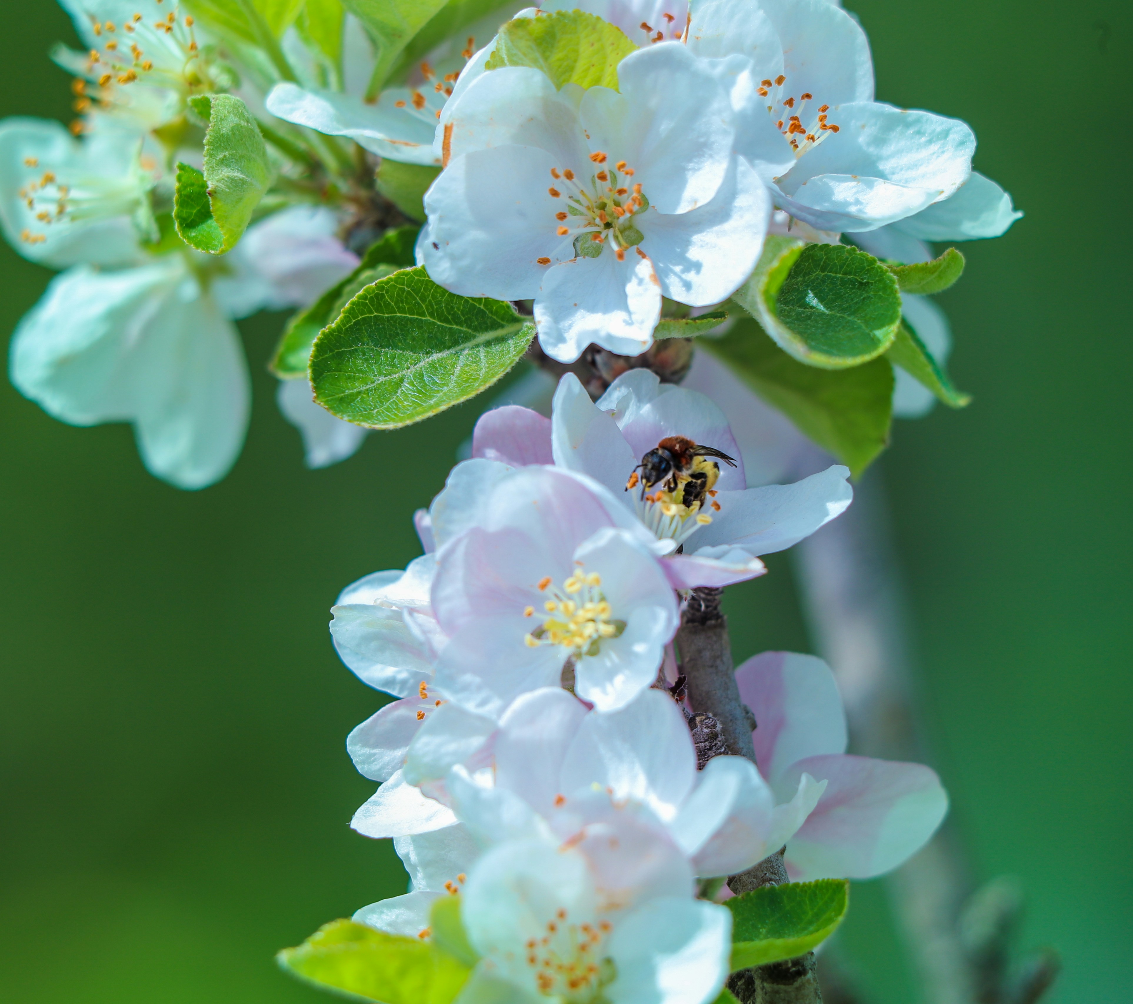 Apple tree blossoming 
