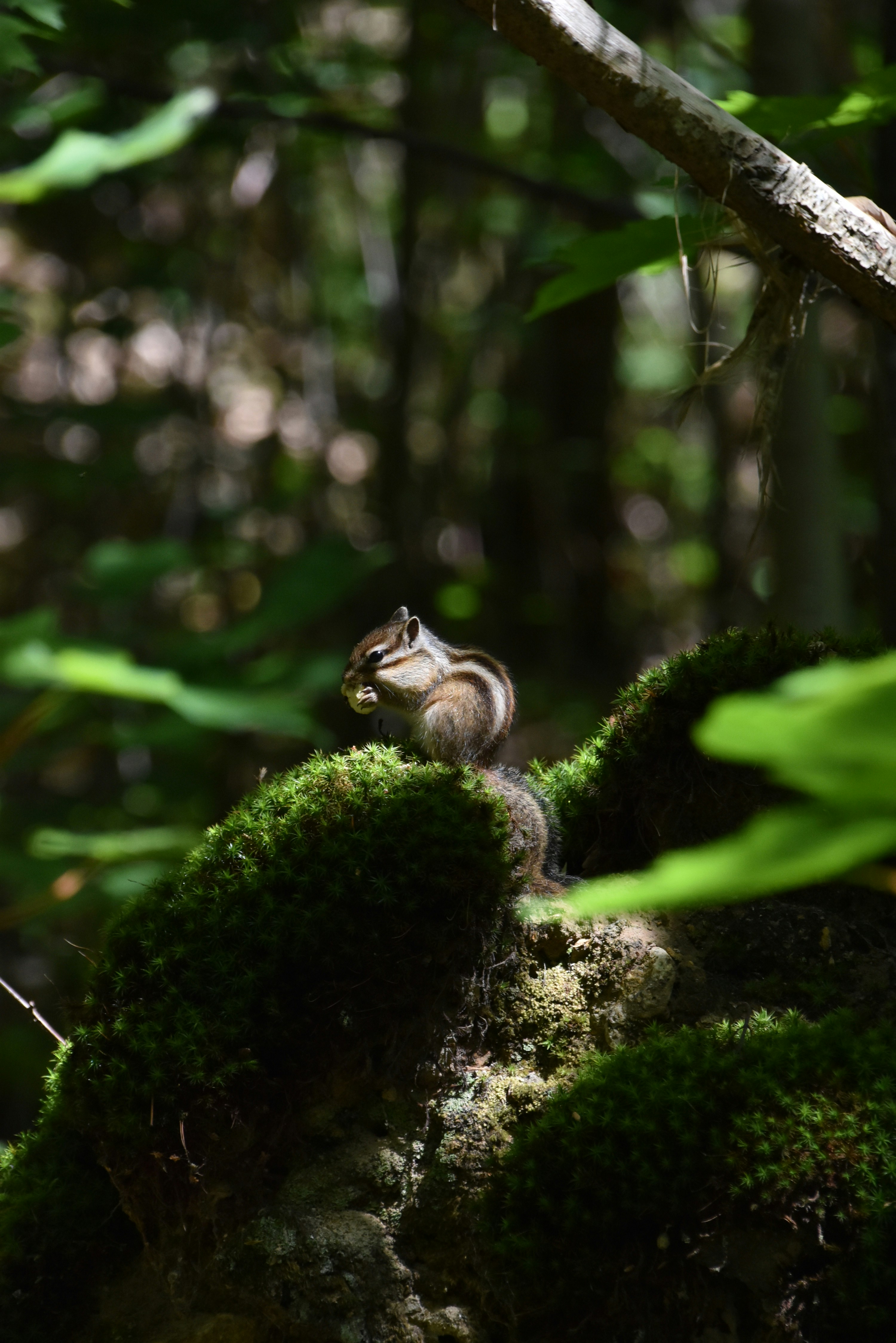 Emerald Ledge: A Chipmunk on Moss in Dappled Forest Light